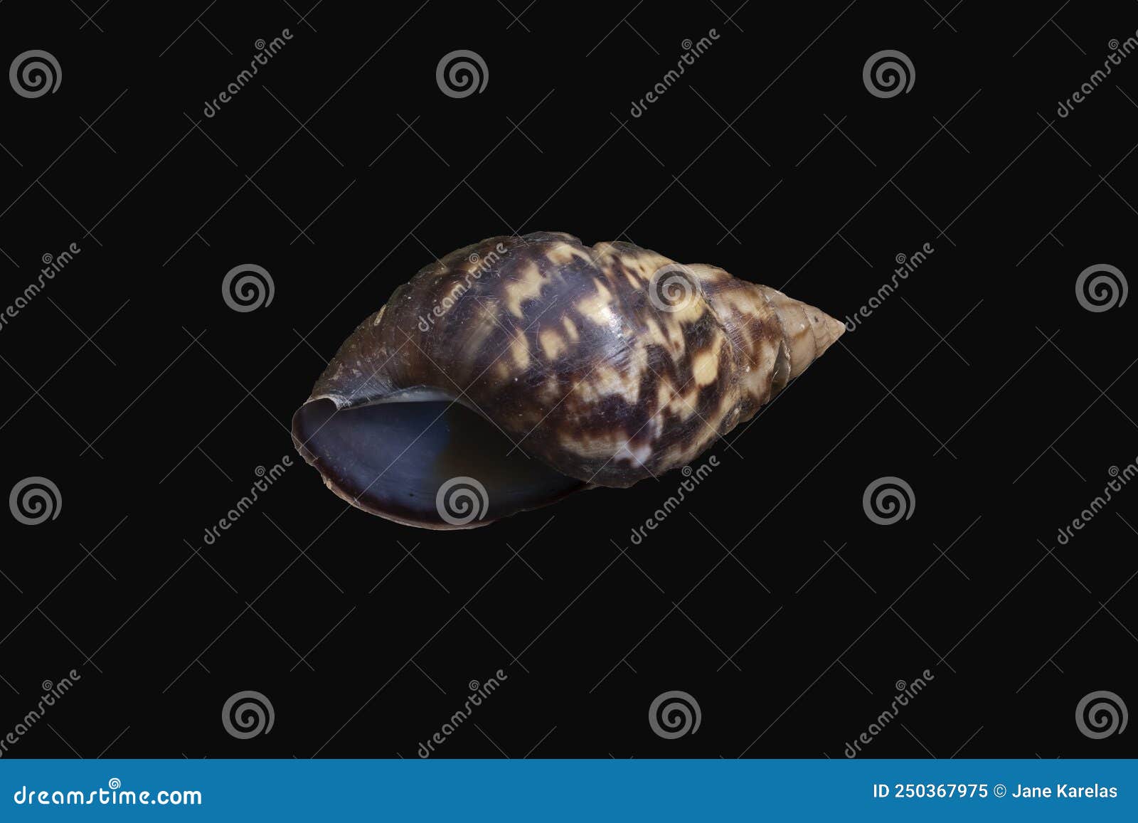 Snail Shell on Black Ground Stock Illustration - Illustration of shell ...