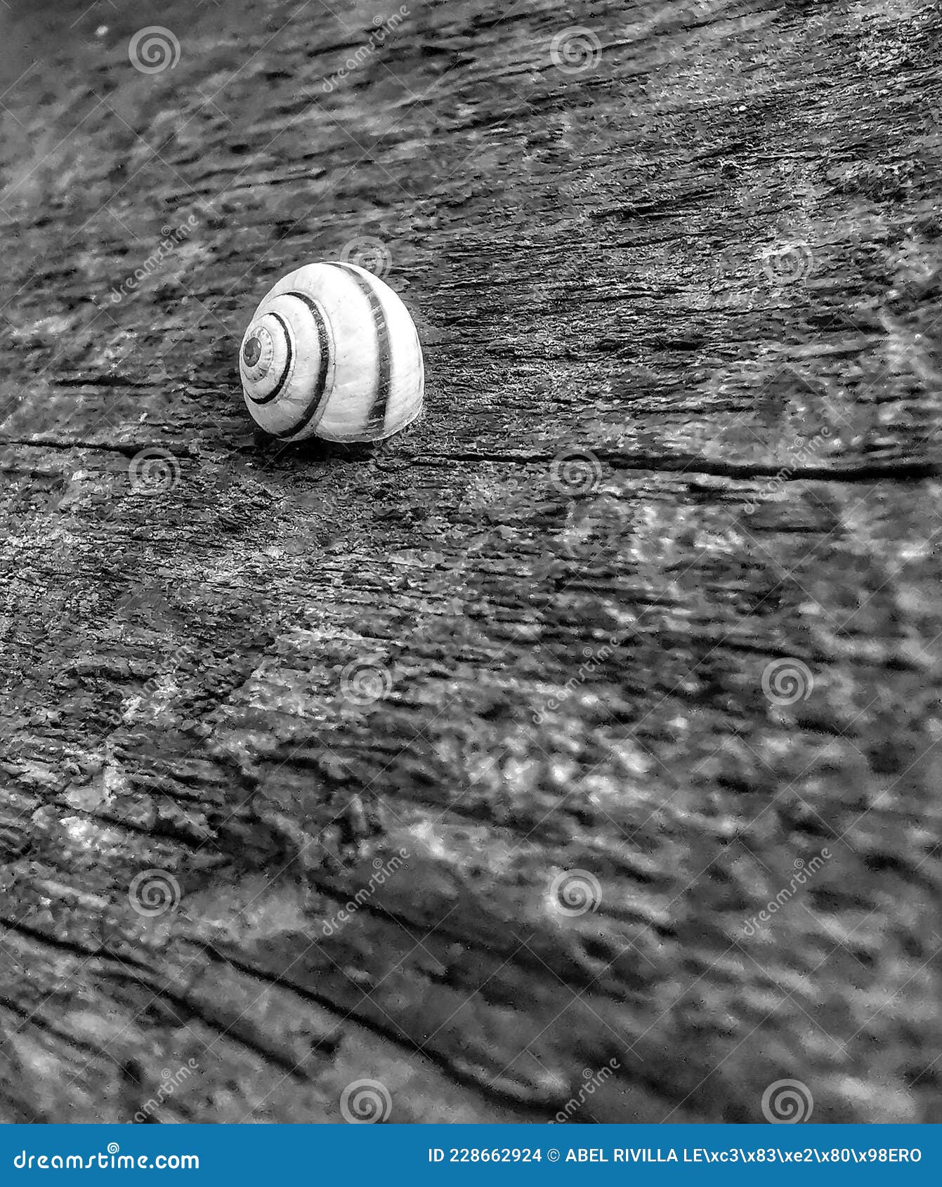 Snail Shell Black and White Stock Photo - Image of shell, white: 228662924
