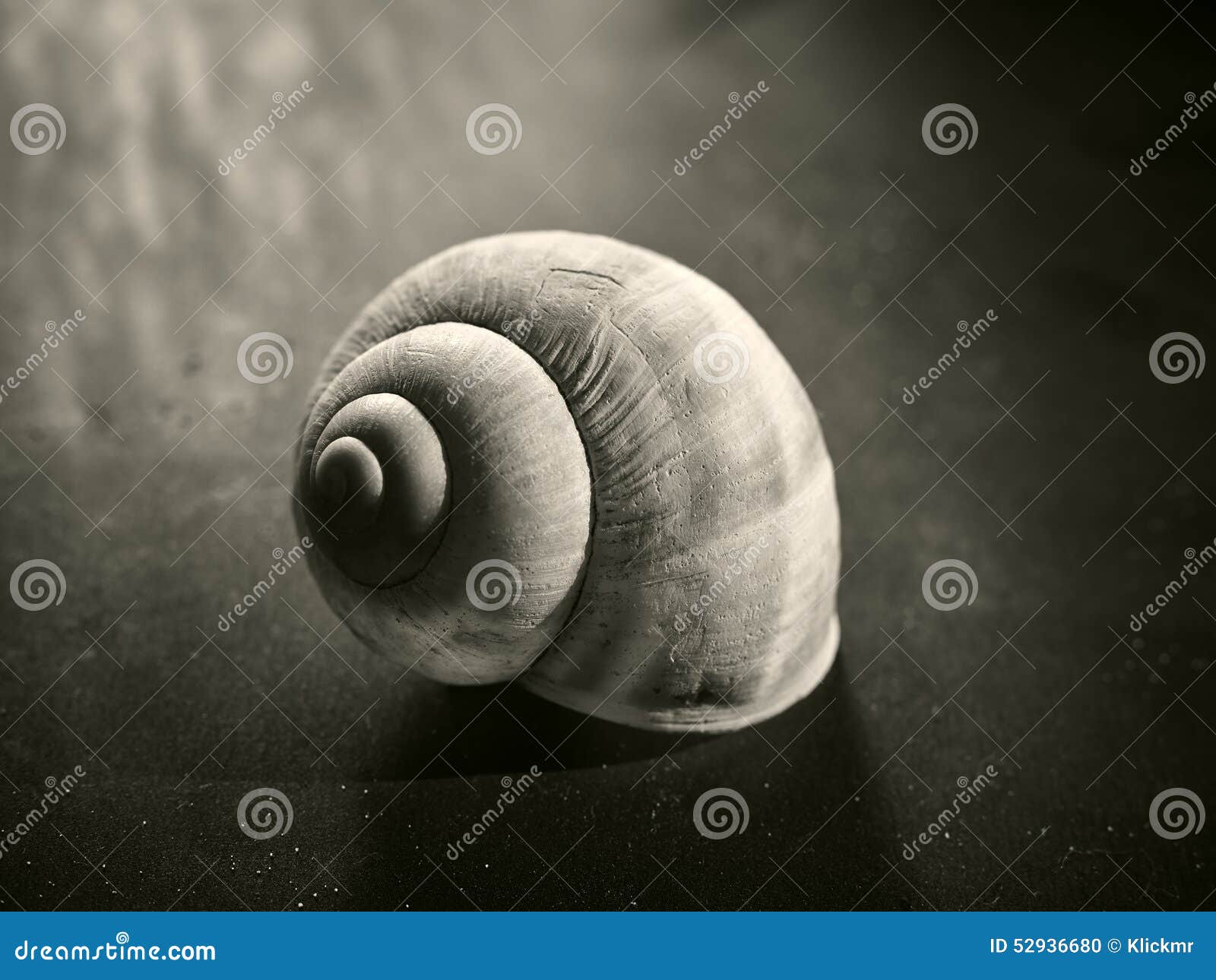 Snail shell stock photo. Image of figures, animal, shell - 52936680