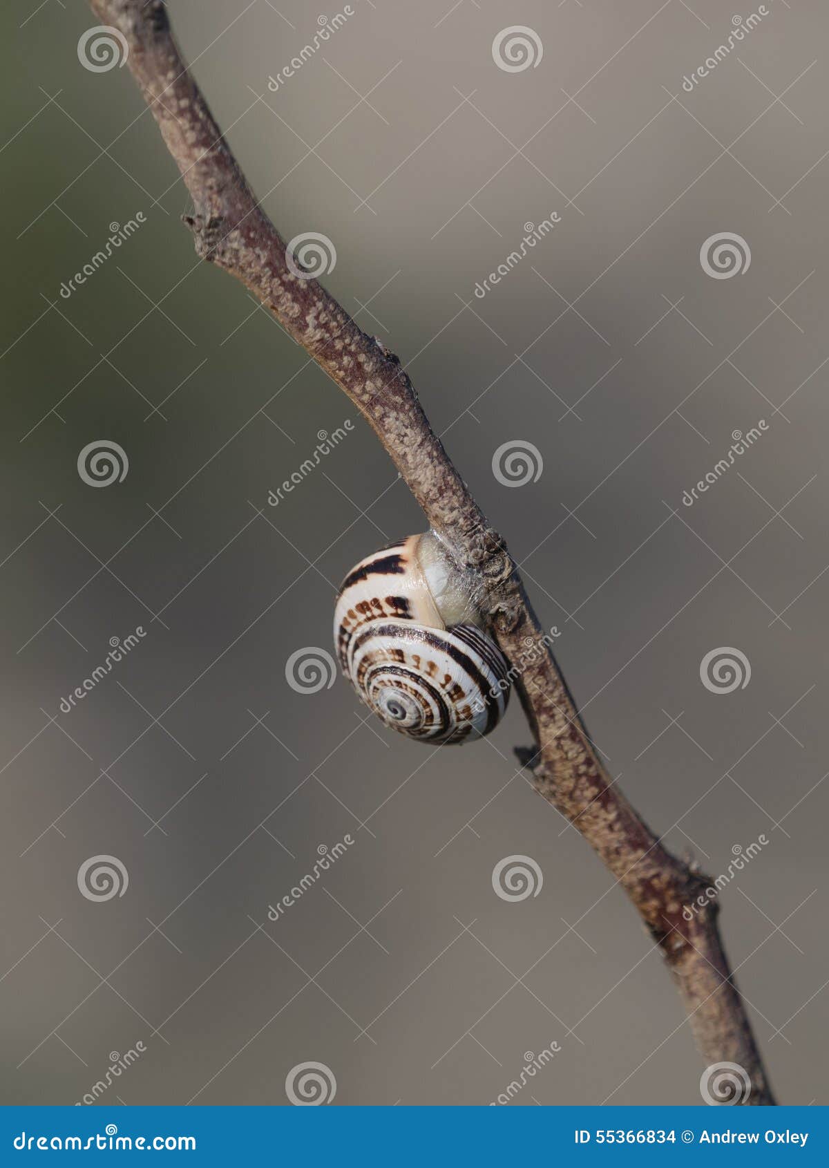 Snail shell on branch stock photo. Image of spiral, single - 55366834