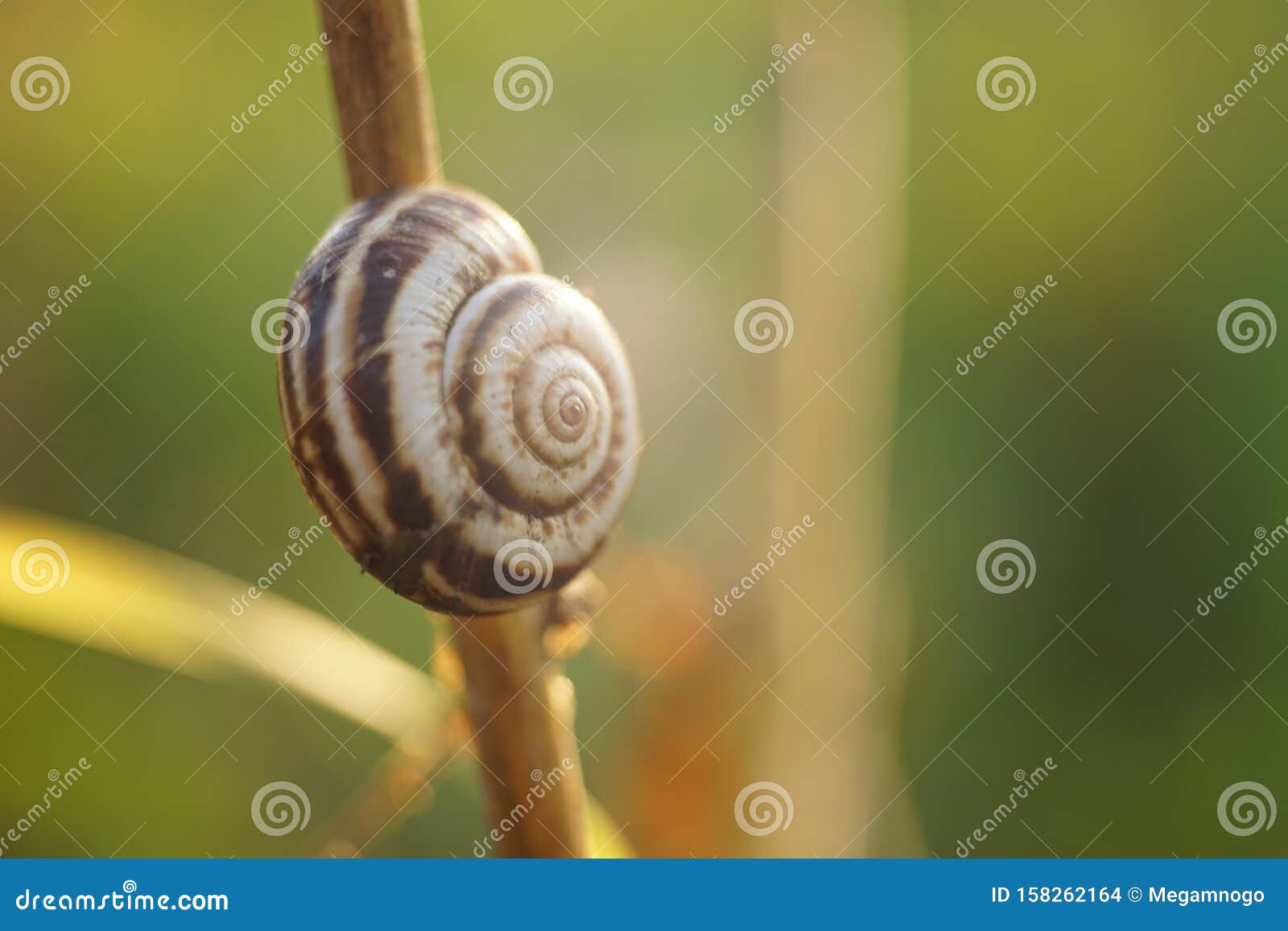 Snail Shell on a Branch in a Summer Garden, Macro Photo Stock Photo ...