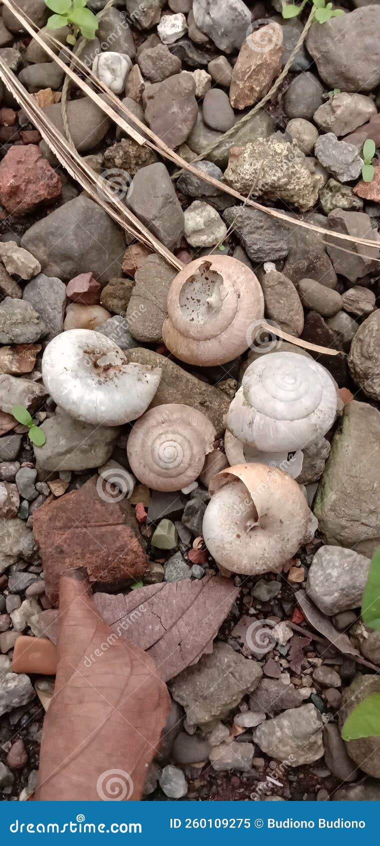 Snail shell stock image. Image of wildlife, autumn, rock - 260109275