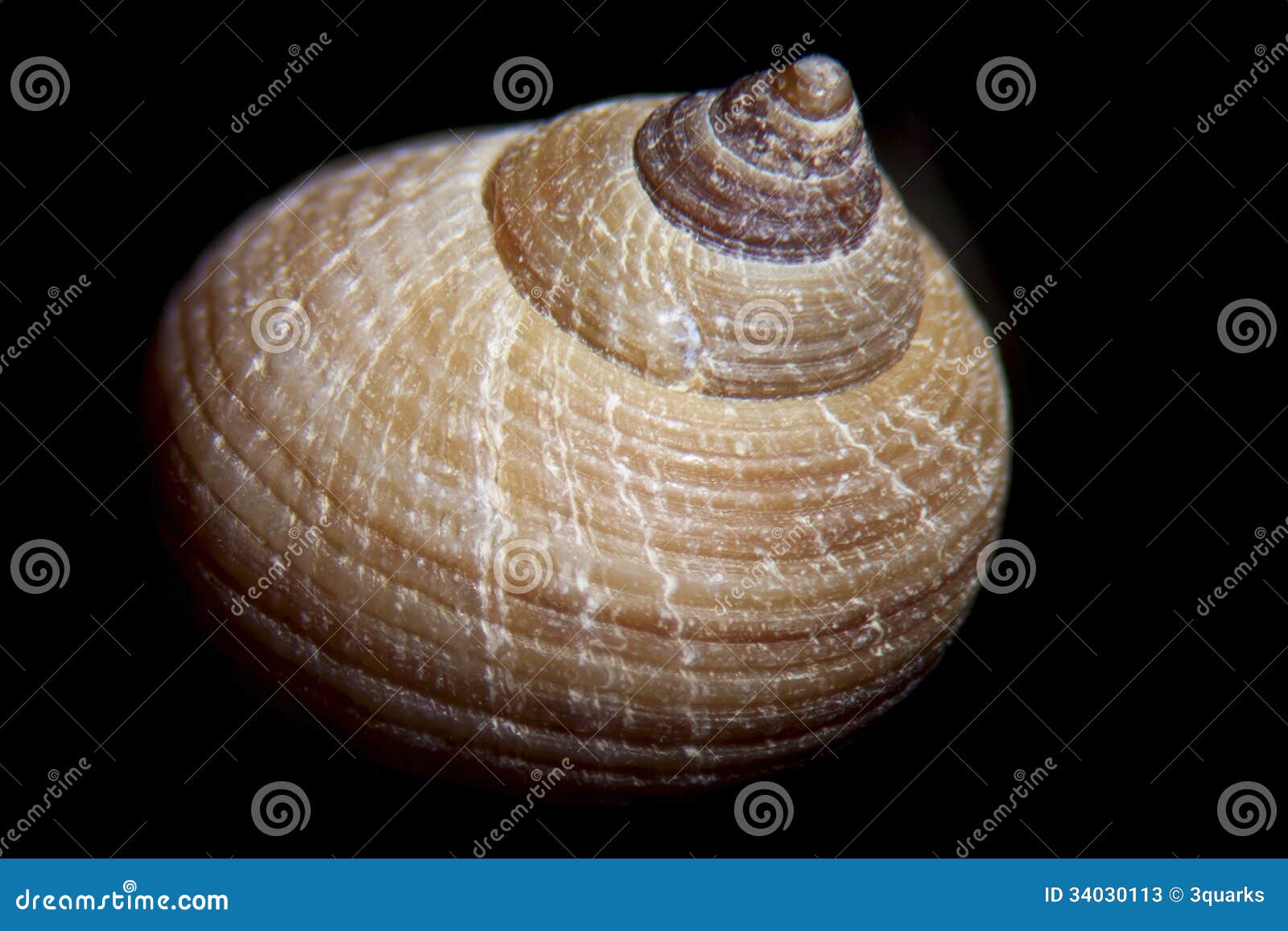 Snail shell stock image. Image of beach, biology, spiral - 34030113