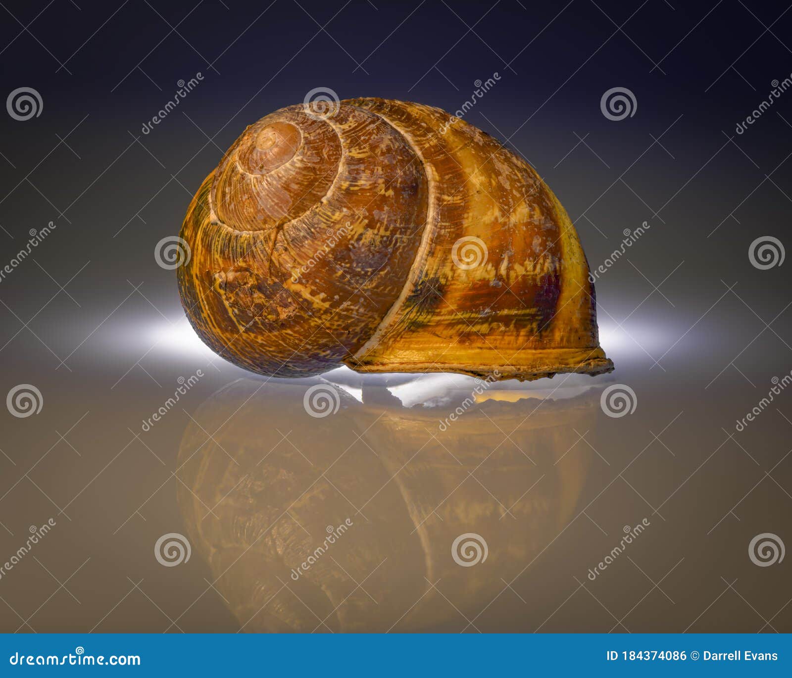 Single Empty Snail Shell stock photo. Image of brown - 184374086