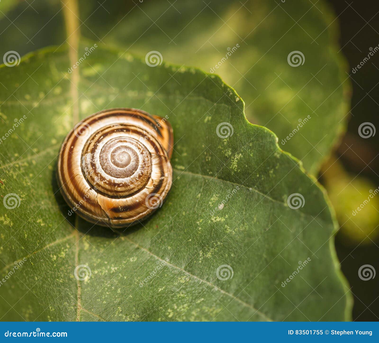 Snail Shell stock image. Image of circular, close, brown - 83501755