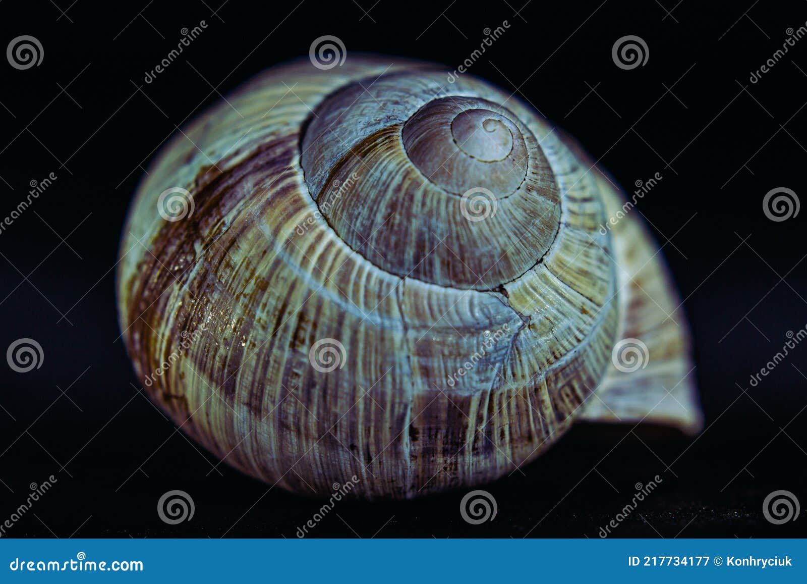 Snail Shell in Close Up. Still Life Photography Stock Image - Image of ...