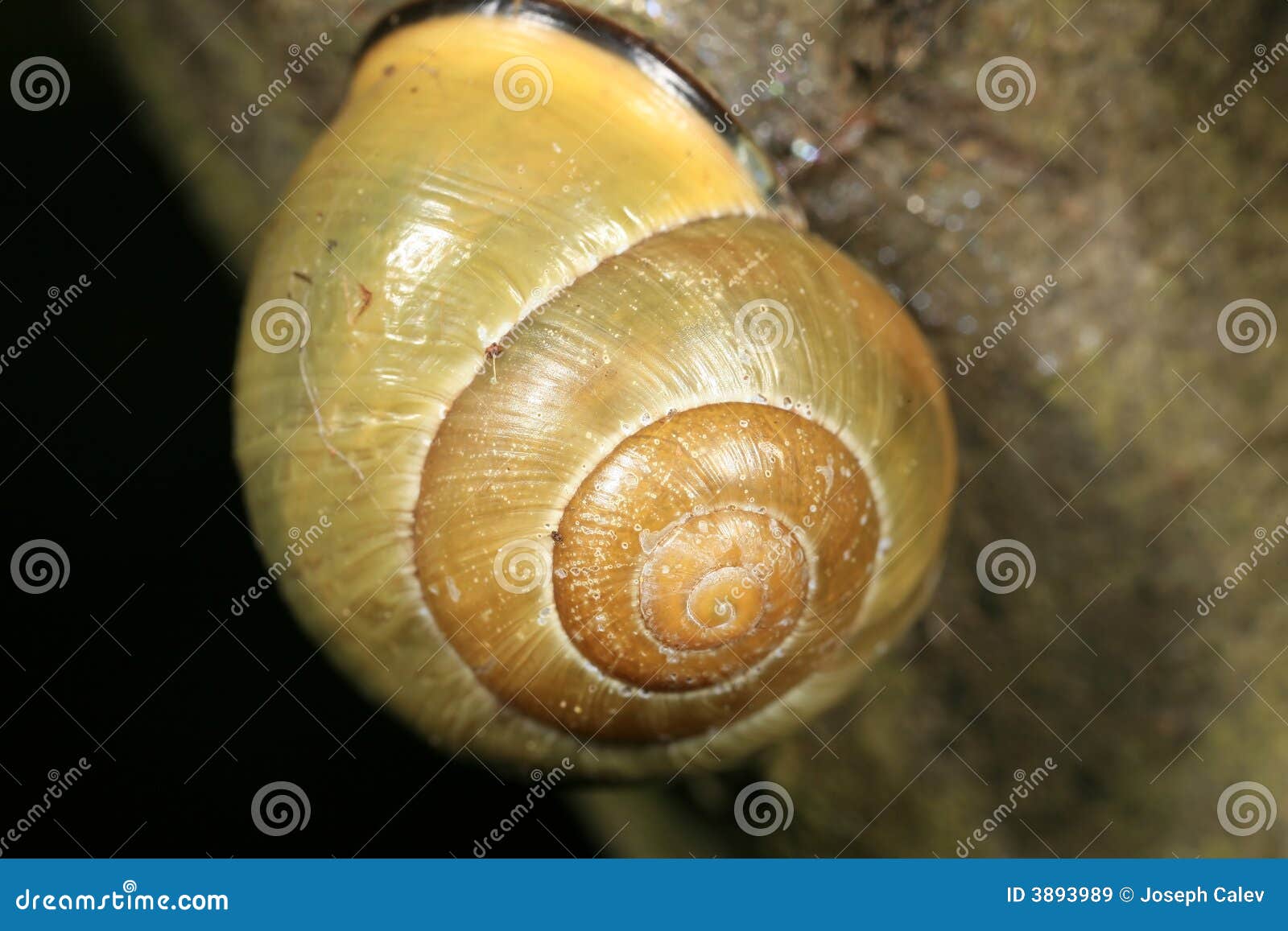 Snail shell closeup stock image. Image of shape, environment - 3893989