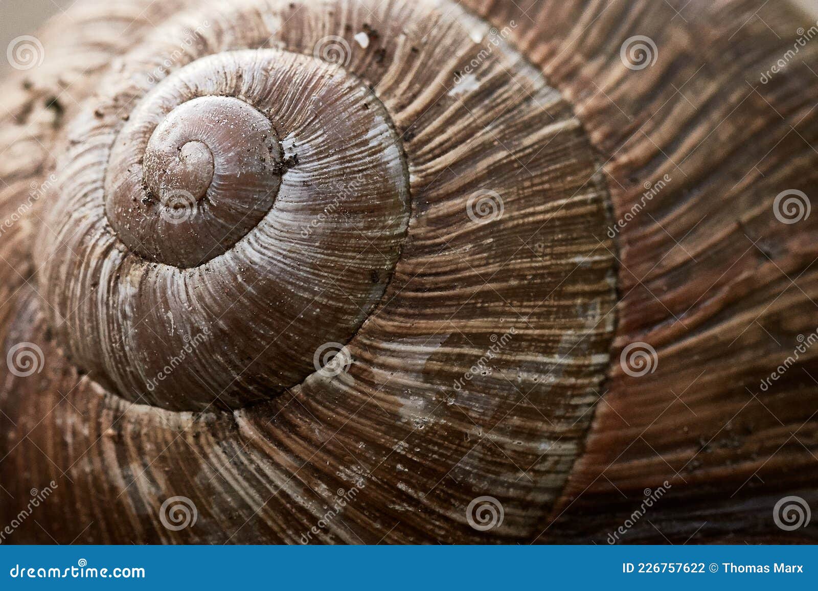 Snail shell closeup stock photo. Image of slow, spiral - 226757622