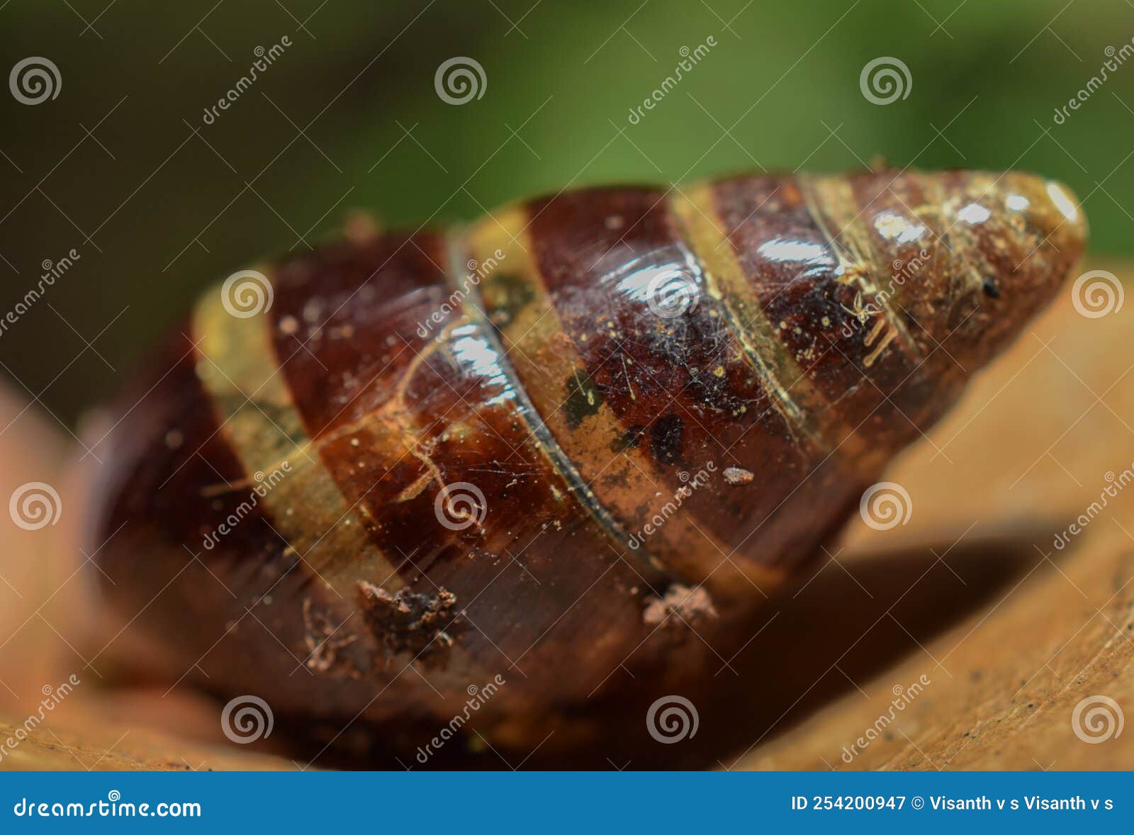 Snail Shell Closeup Picture Stock Image - Image of hand, pest: 254200947