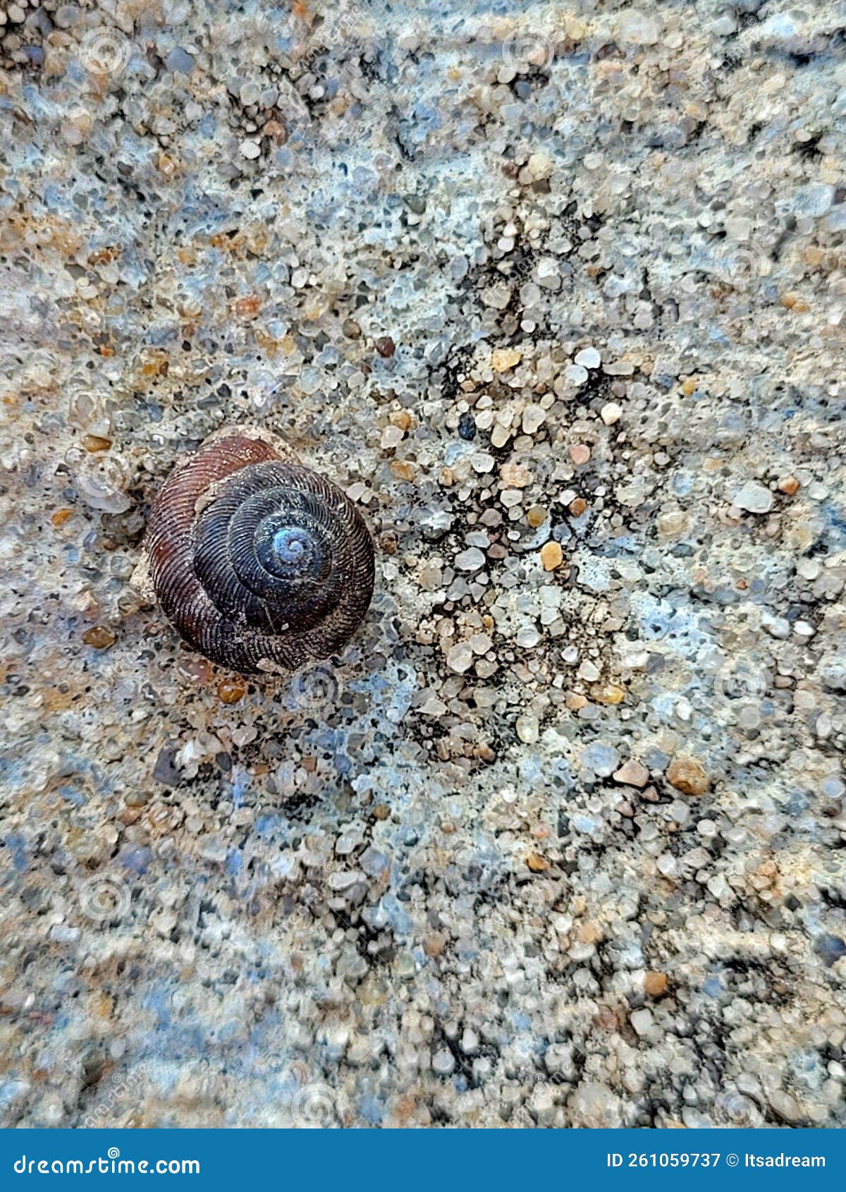 Snail Shell on Coarse Background Editorial Photography - Image of rock ...