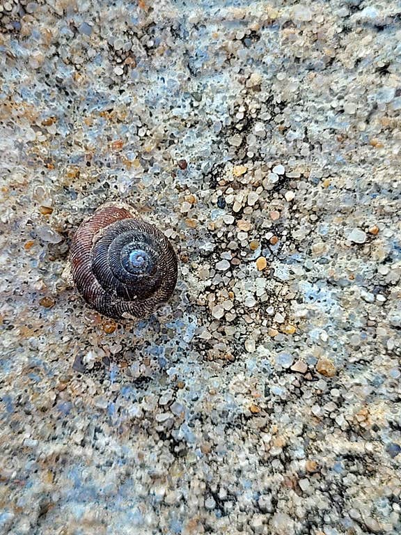 Snail Shell on Coarse Background Editorial Photography - Image of rock ...