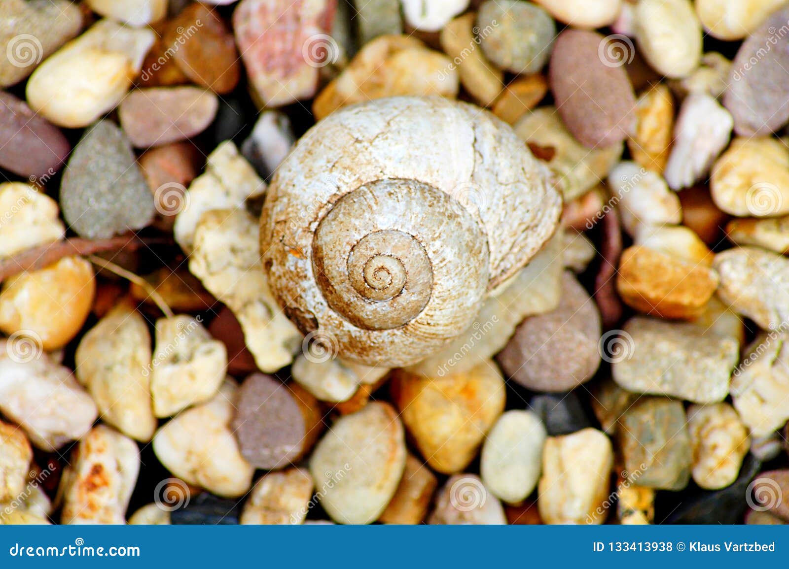 Snail with Shell with Colors and Circles Stock Photo - Image of ...