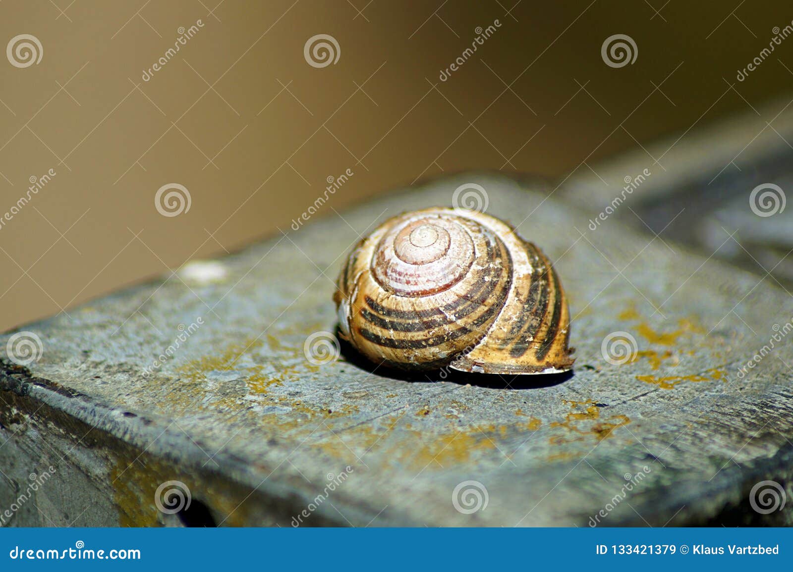 Snail with Shell with Colors and Circles Stock Image - Image of house ...