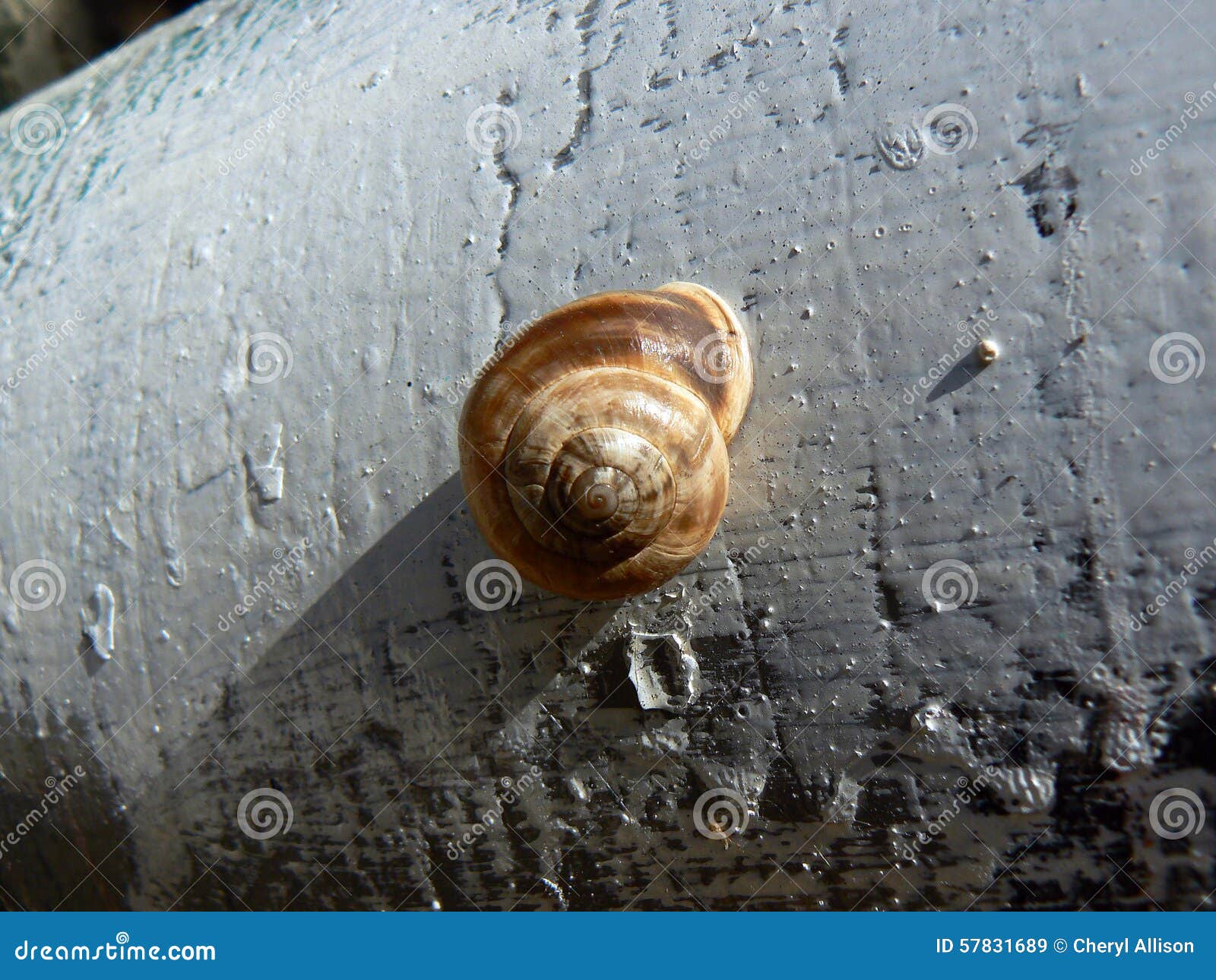 Clam Shell And Concrete Property Wall With Hanging Clay Pots And An ...