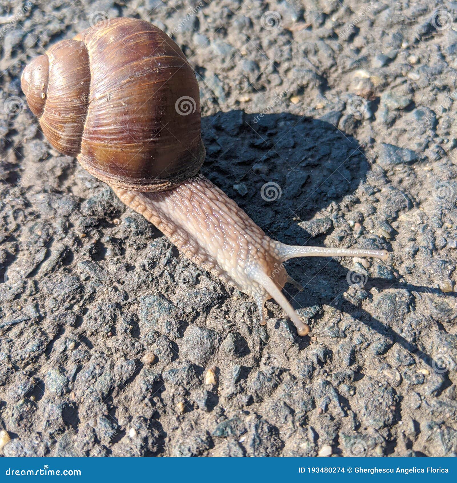 Snail with Shadow on the Ground with - Garden Snail Stock Photo - Image ...