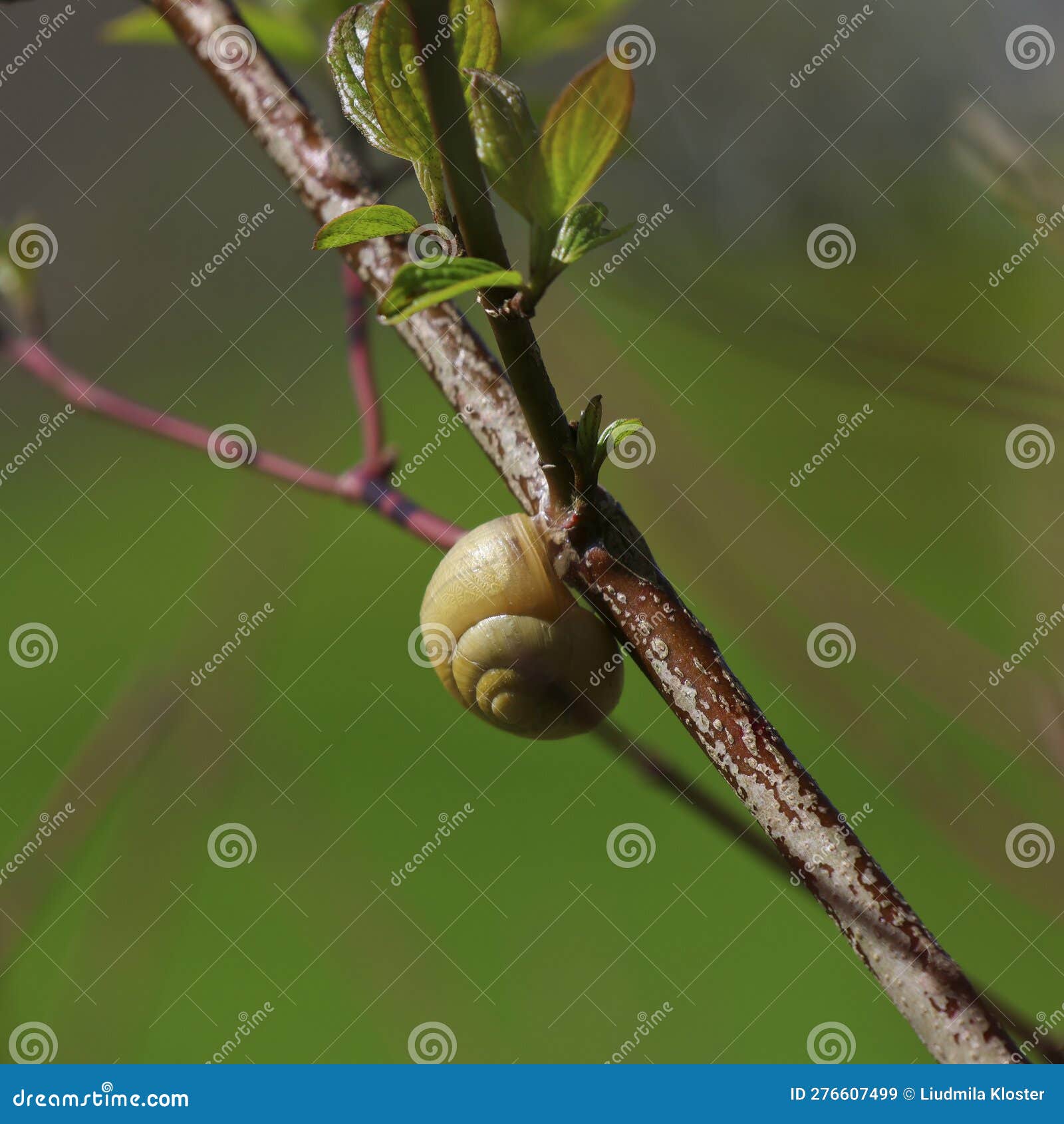 Snail stock image. Image of branch, invertebrate, produce - 276607499
