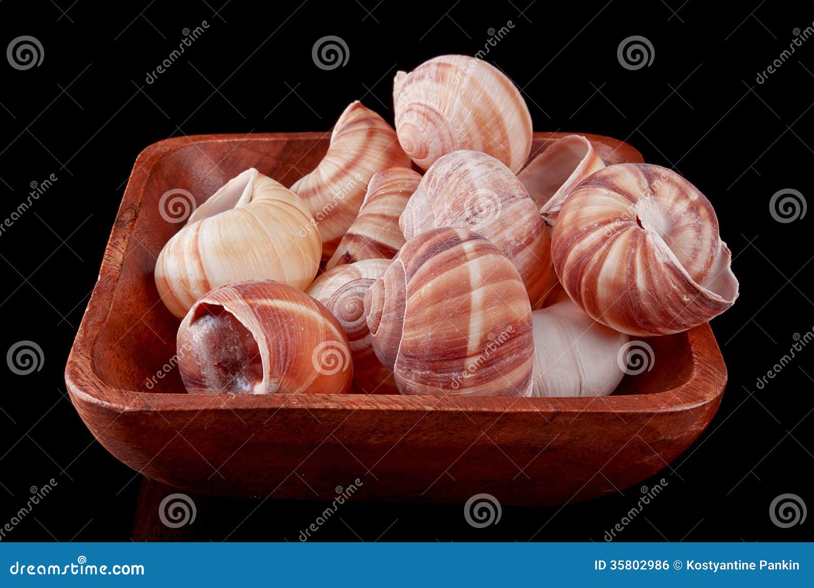 Snail Shell stock photo. Image of closeup, animal, protected - 35802986