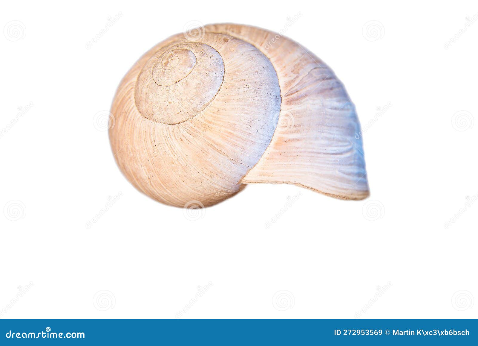 Snail Shell Cut Out. Detailed Shell of a Snail. for Composing Stock ...