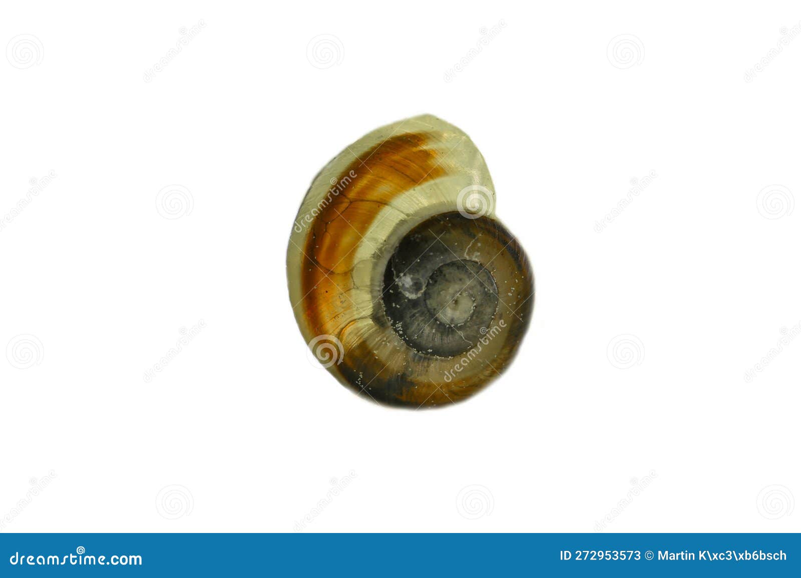 Snail Shell Cut Out. Detailed Shell of a Snail. for Further Processing ...