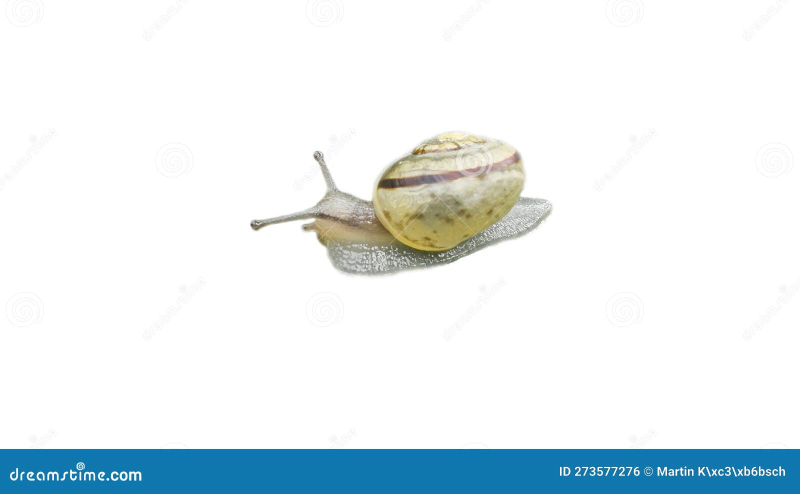 Snail with Snail Shell Cut Out. Snail with House, Foot and Antenna. for ...