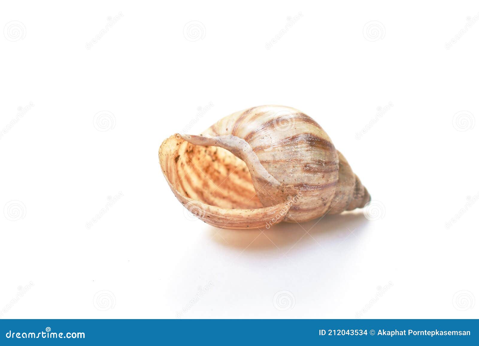 Snail Shell after Death on White Background Stock Photo - Image of ...