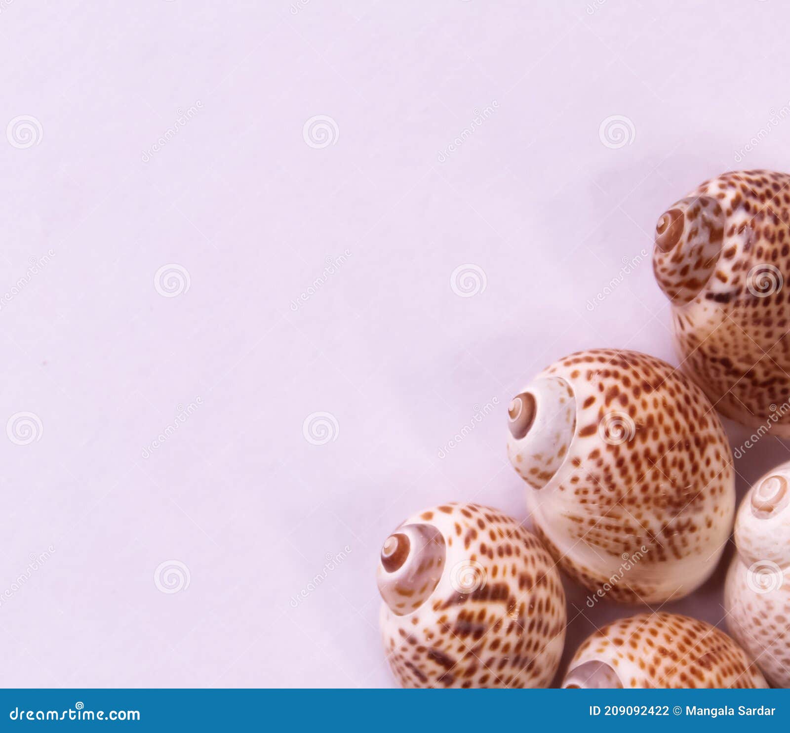 Snail Shell Design on White Pepper Stock Photo - Image of pepper, brown ...