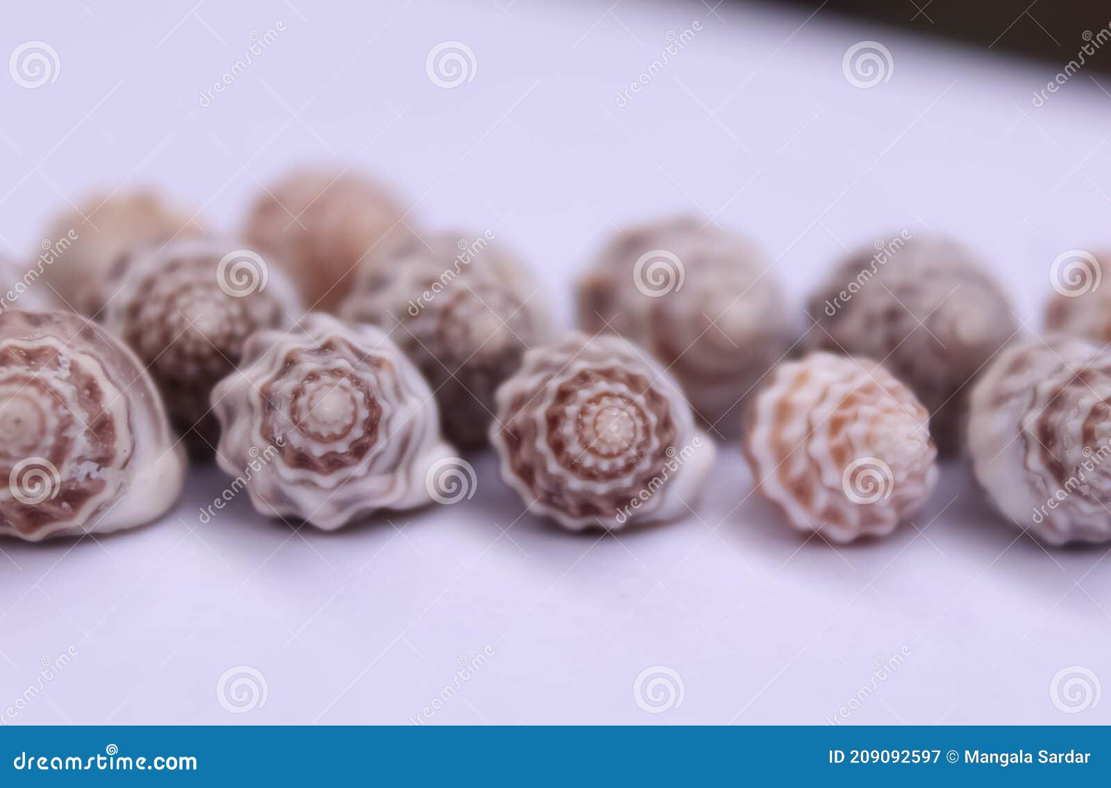 Snail Shell Design on White Pepper Stock Image - Image of petal, organ ...