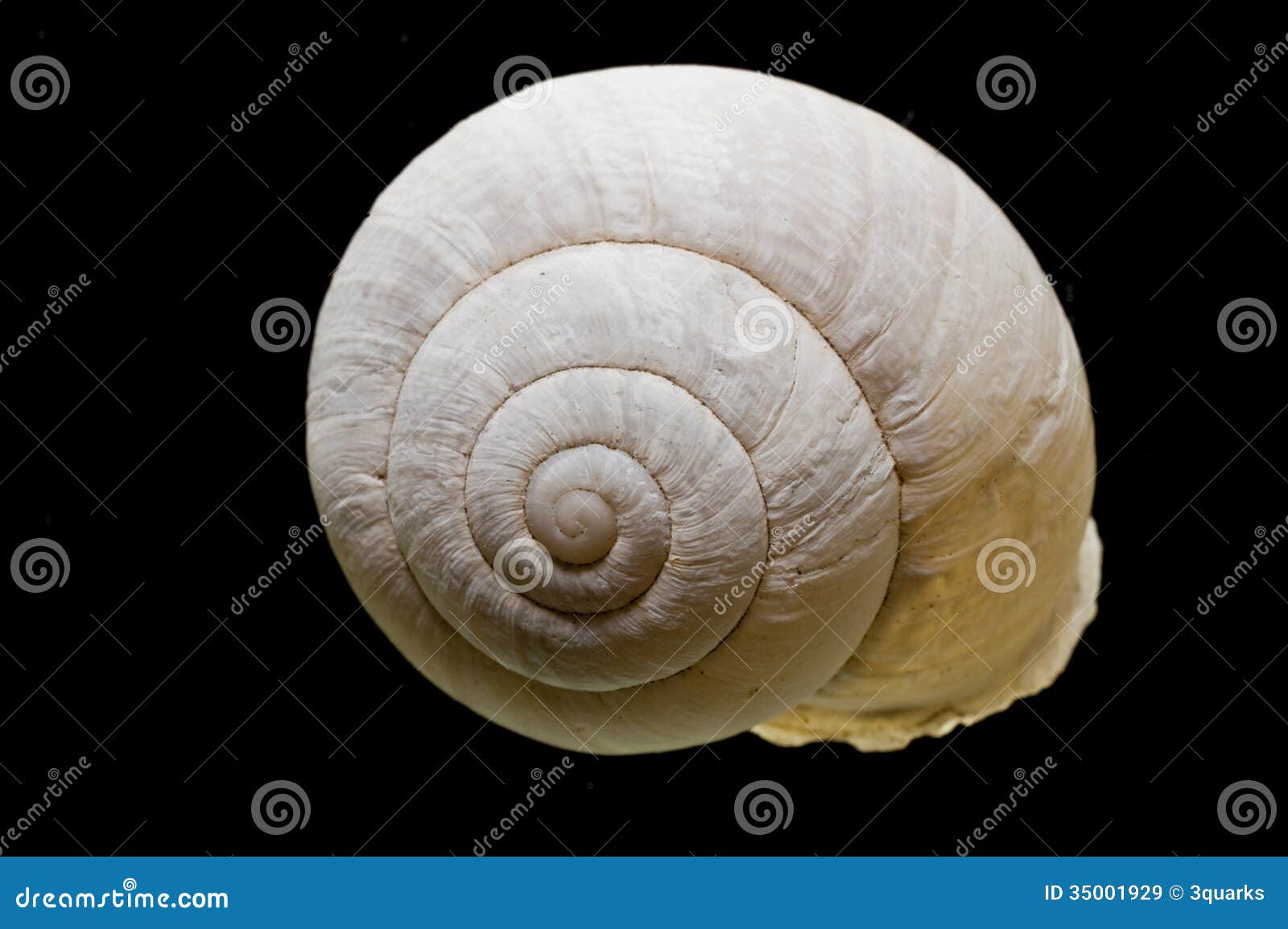 Snail shell stock image. Image of macro, snailshell, shape - 35001929