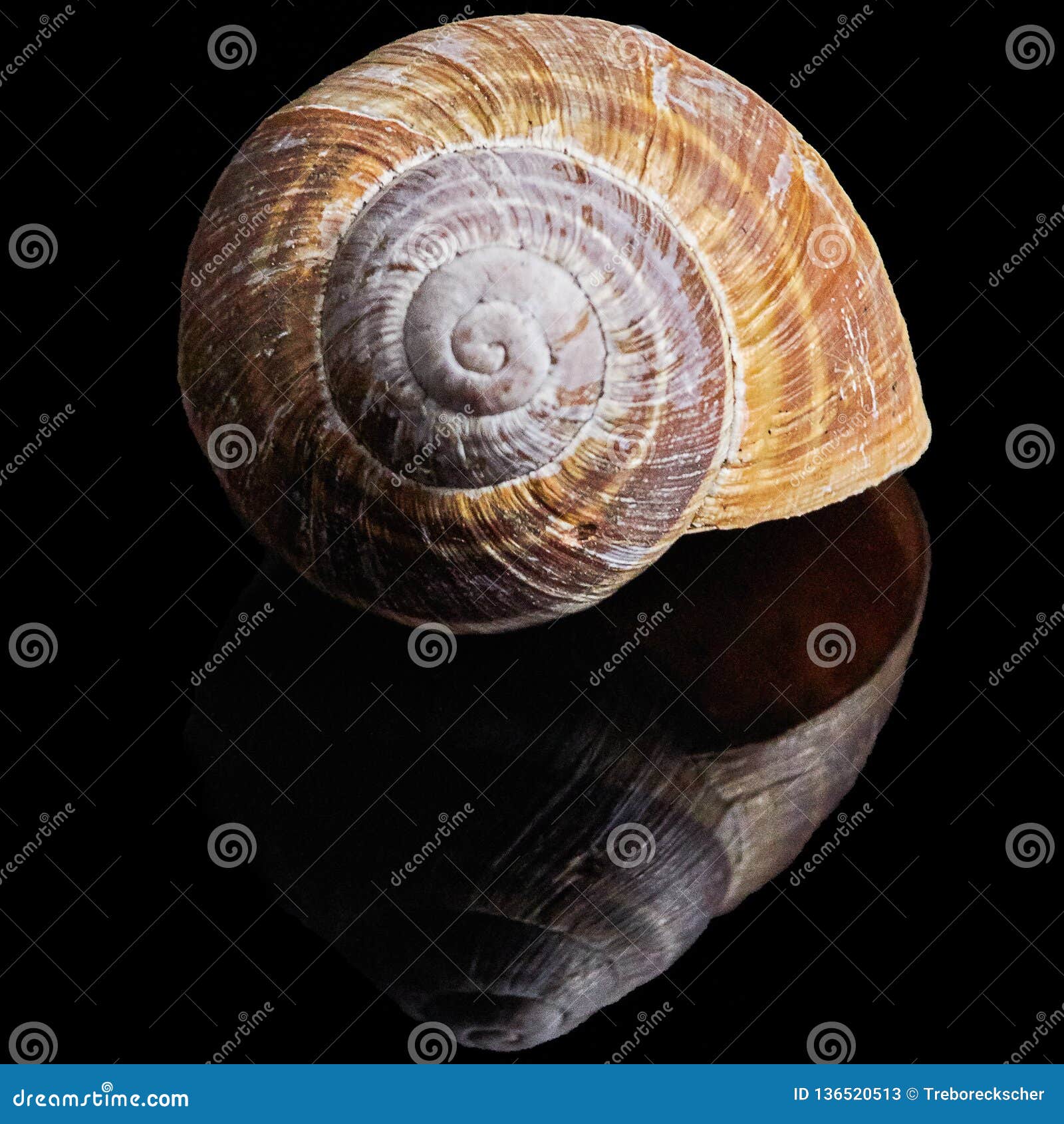Snail Shell Detail with Reflection Stock Image - Image of background ...