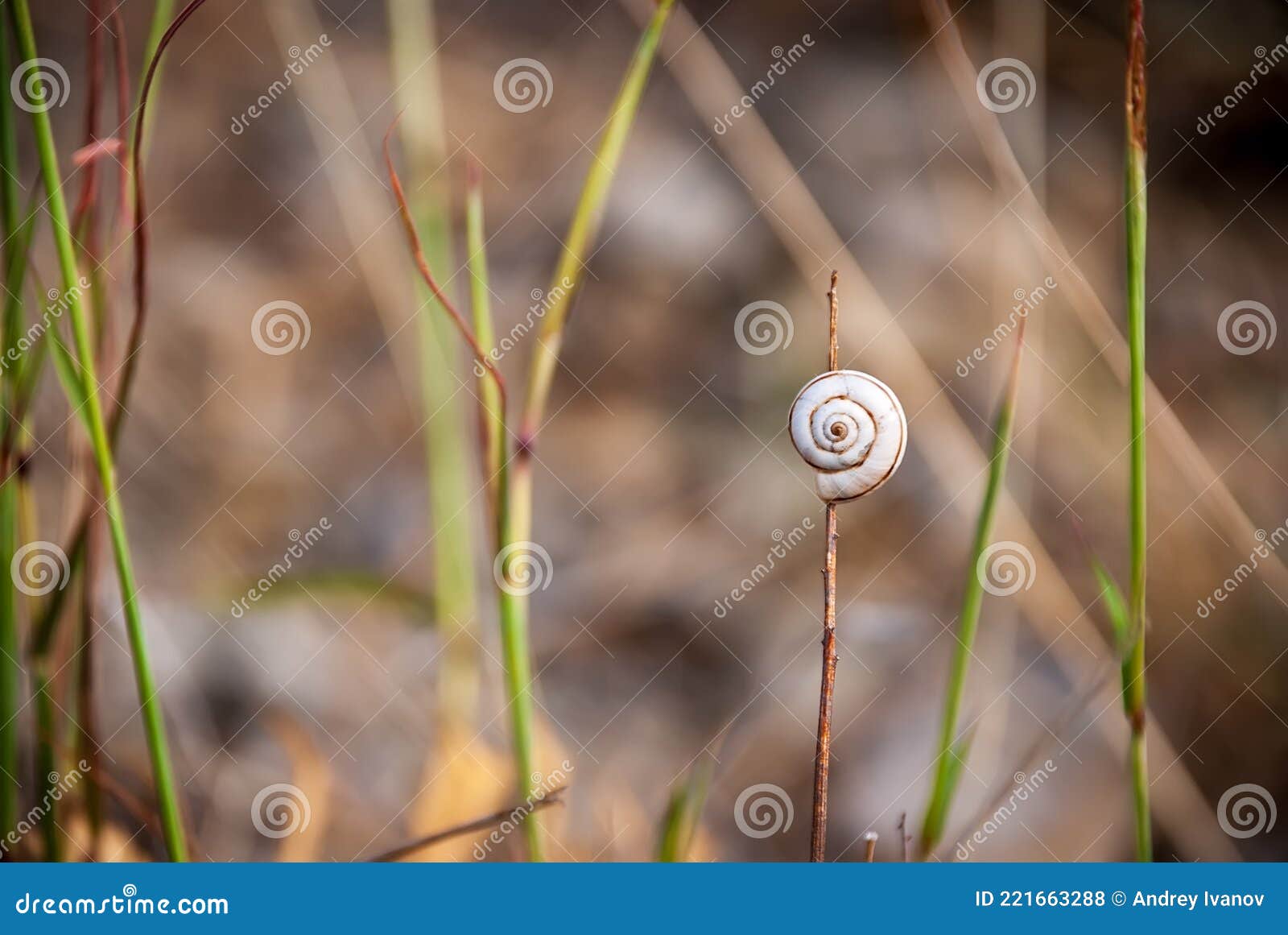 A Snail Shell on Dry Grass with a Blurred Background with Randomly ...