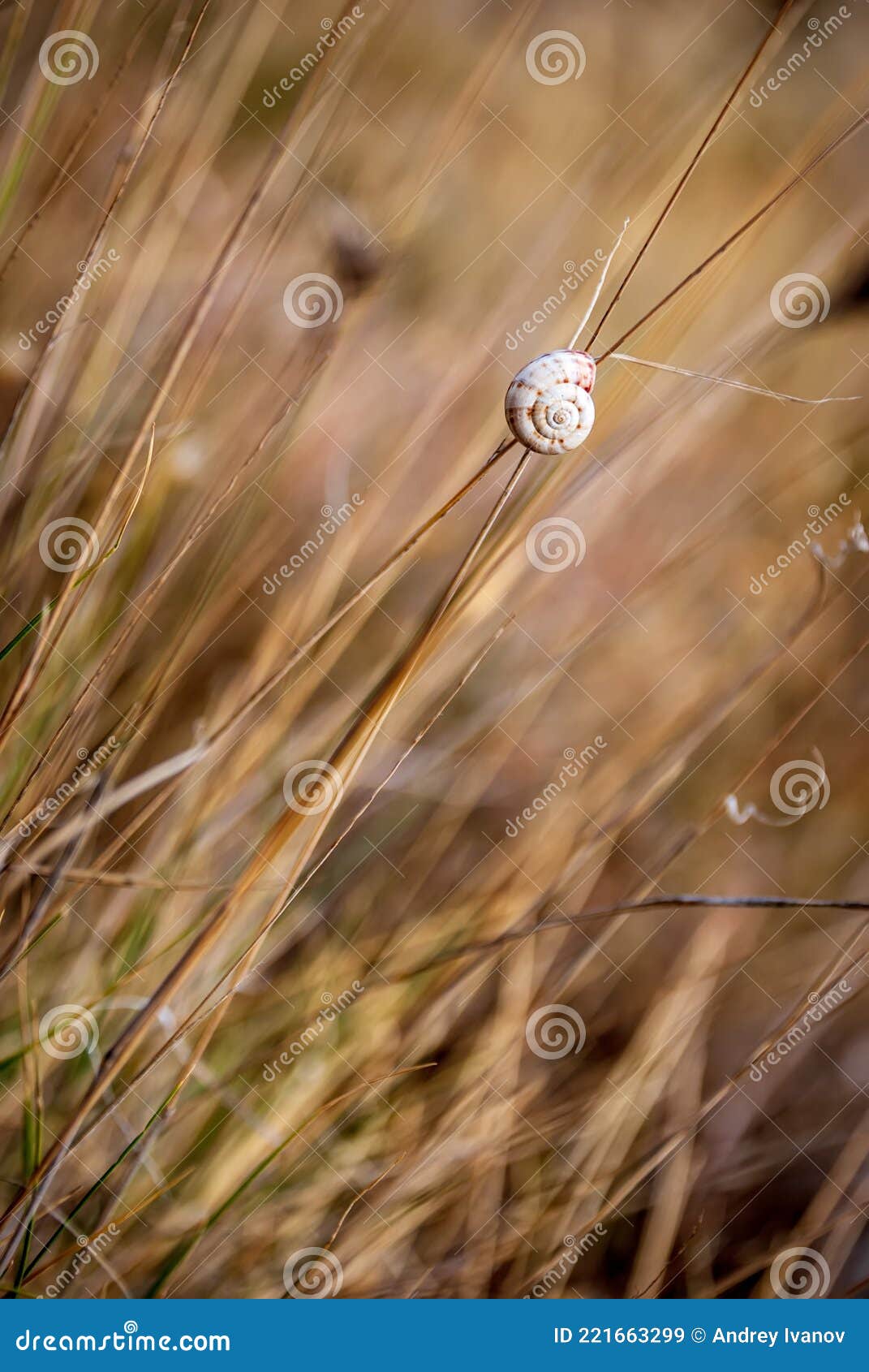 A Snail Shell on Dry Grass with a Blurred Background with Randomly ...