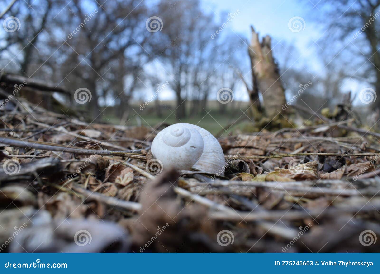 Snail Shell in Dry Grass in Spring Stock Image - Image of plant, branch ...