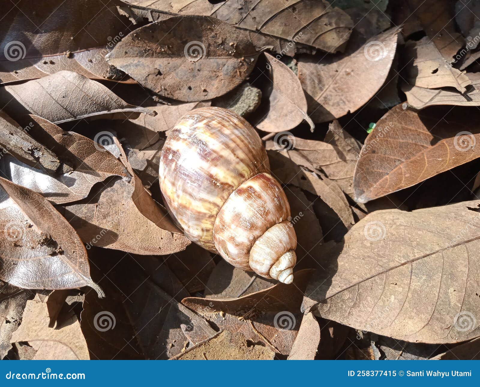 Snail shell on dry leaves stock image. Image of shell - 258377415