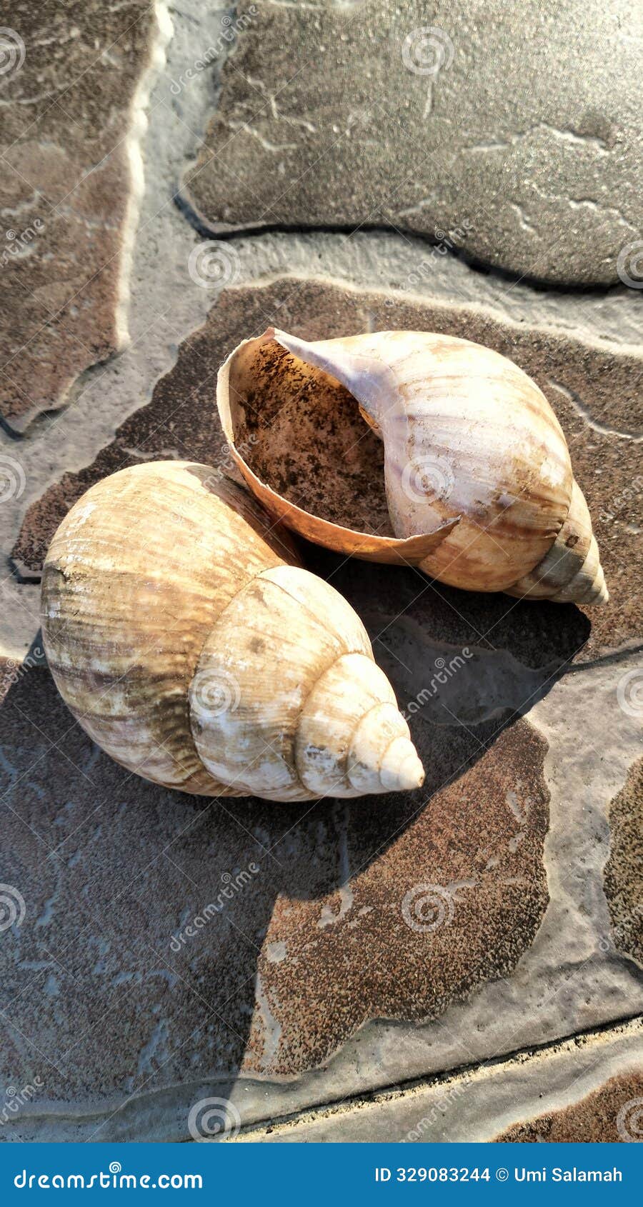 Snail Shell Exposed To Sunlight Stock Photo - Image of marine, insect ...