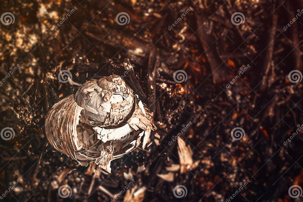 Snail Shell Fire Burned in Forest Stock Image - Image of disaster, burn ...