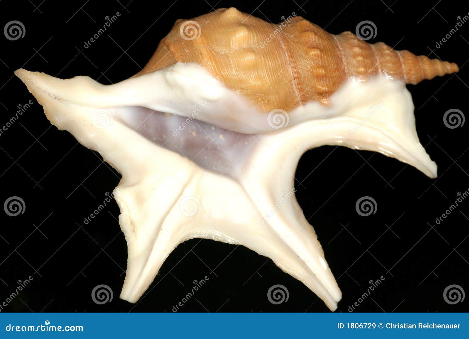 Snail Shell with Five Fingers Stock Image - Image of snail, aegean: 1806729