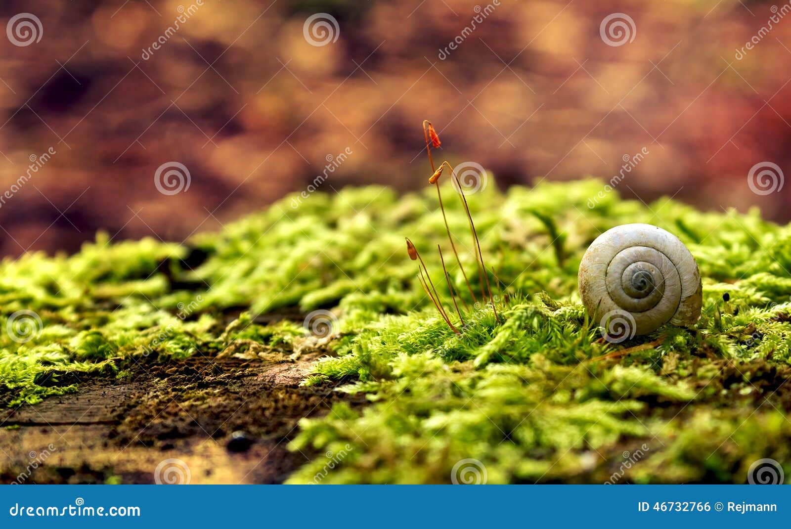 Snail shell in forest stock photo. Image of pest, background - 46732766