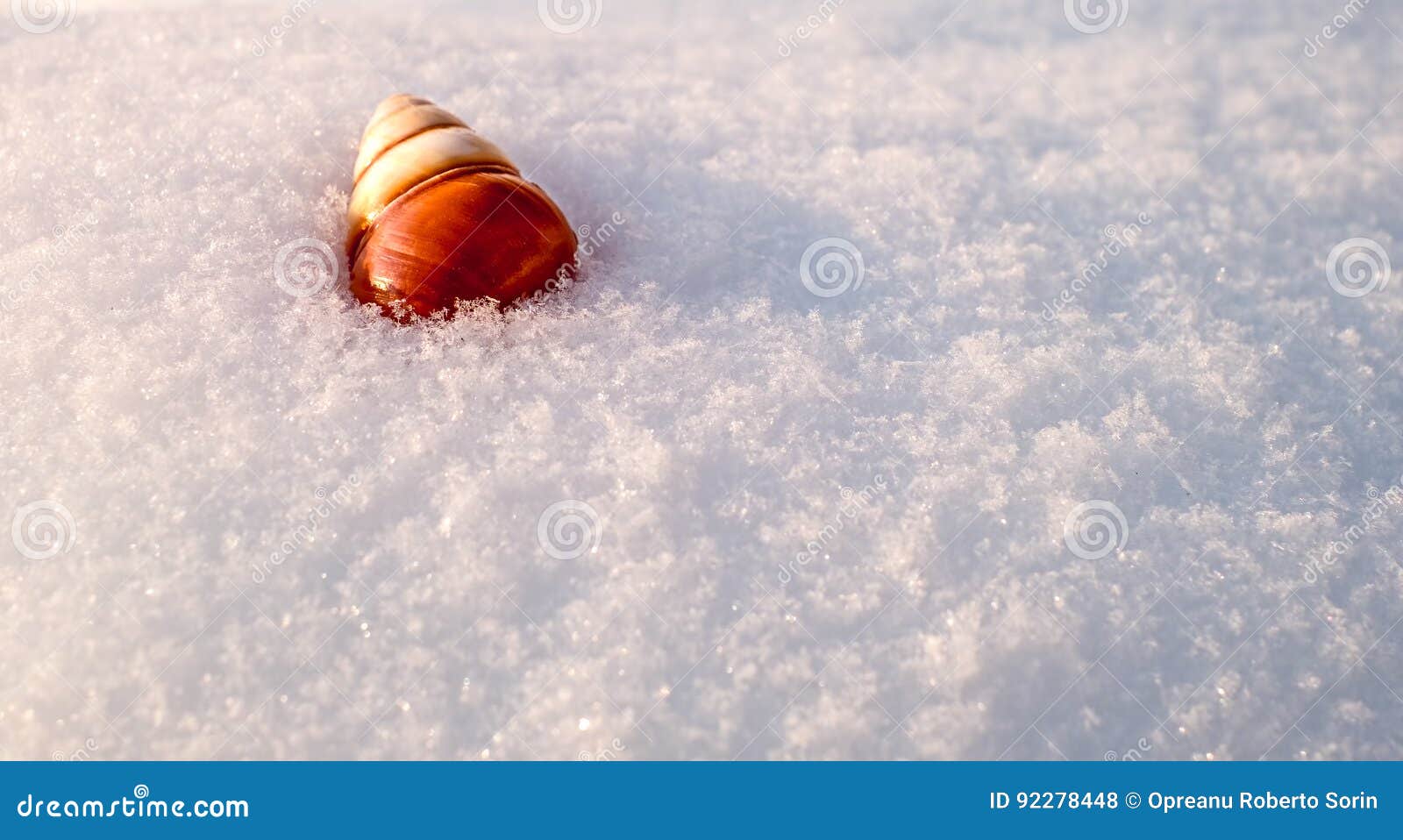 Snail shell in fresh snow. stock photo. Image of dill - 92278448