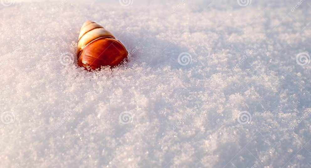 Snail shell in fresh snow. stock photo. Image of dill - 92278448