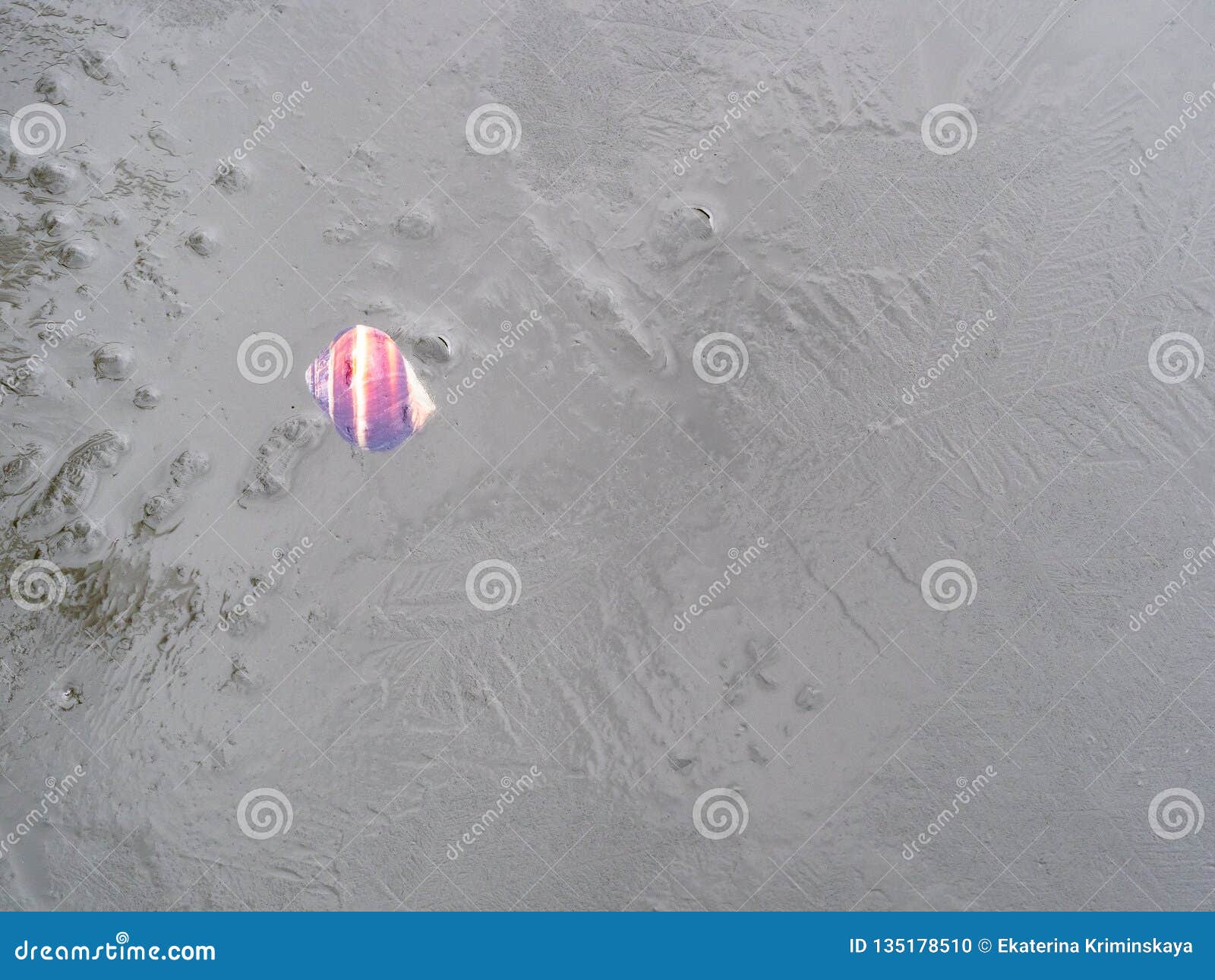 Snail Shell in Frozen Water of Pond in Winter Stock Photo - Image of ...
