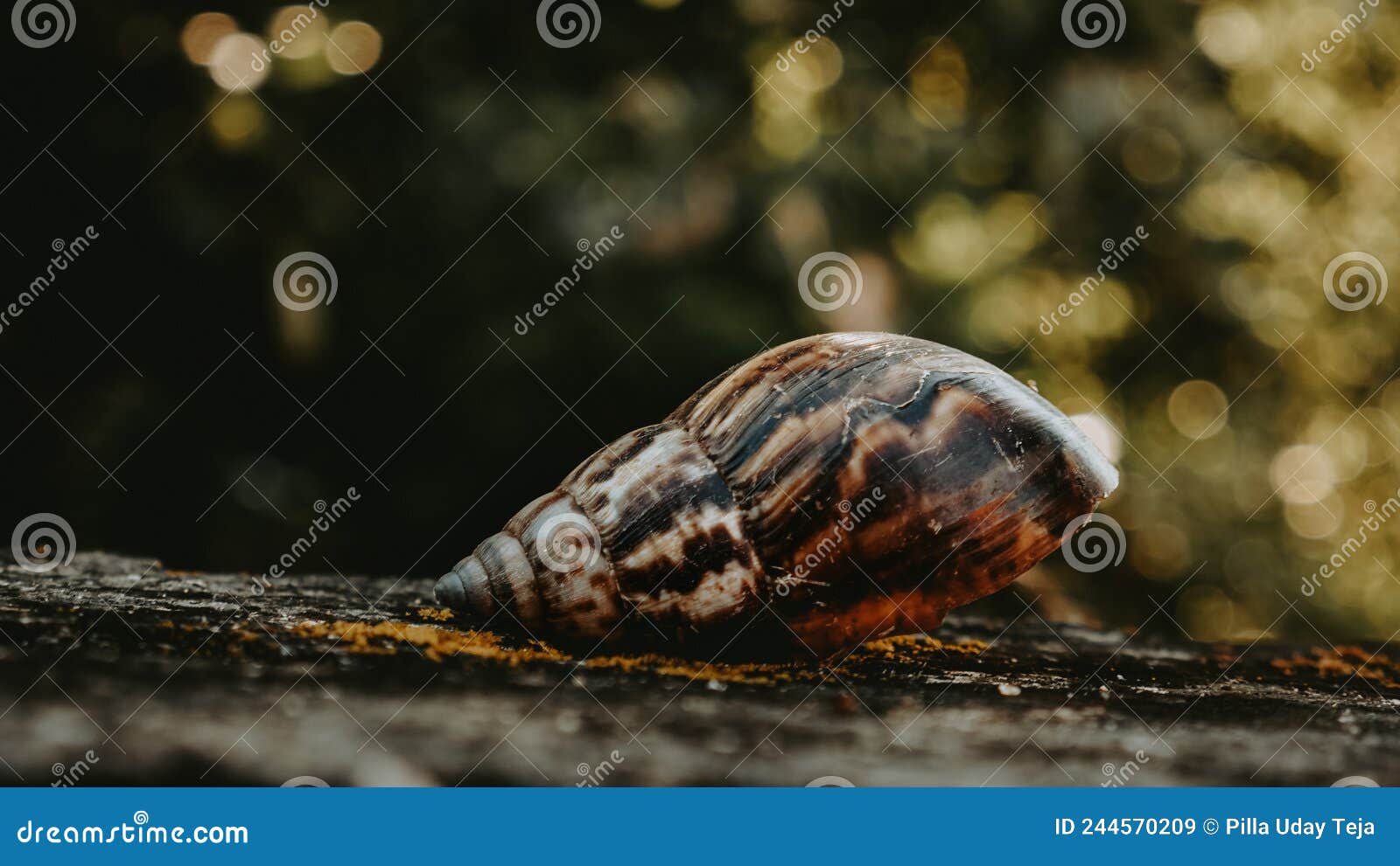 Snail shell in the garden stock image. Image of snail - 244570209