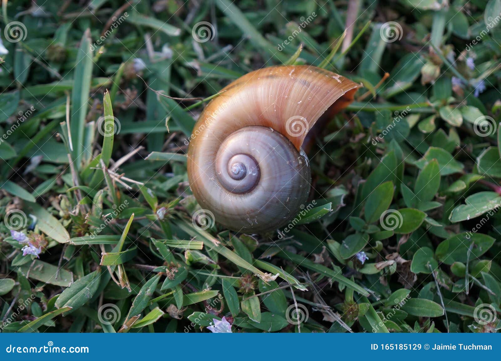 Snail shell on the grass stock image. Image of detail - 165185129