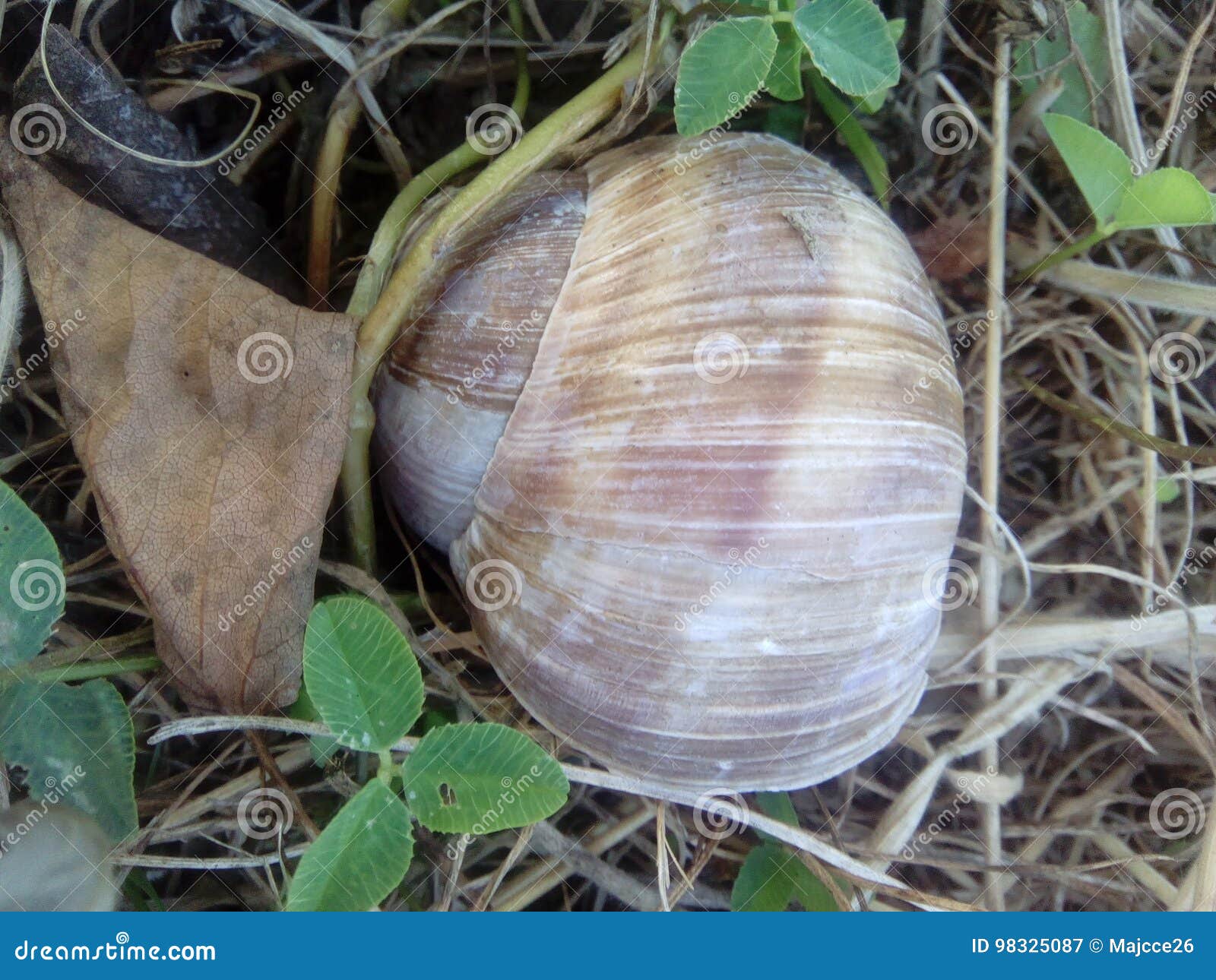 Snail Shell Green Grass Animal Stock Image - Image of cloudscap, grass ...