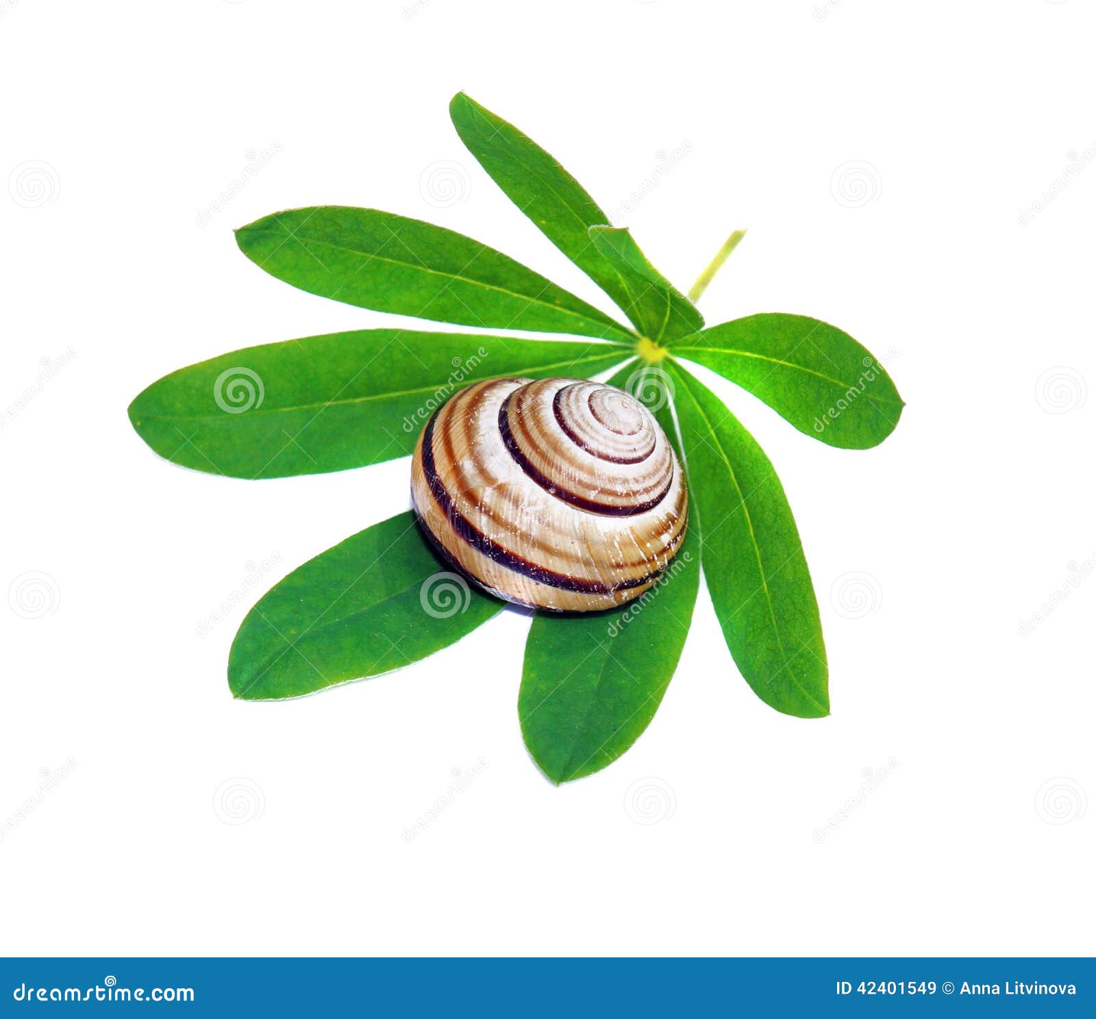 Snail Shell on a Green Leaf Isolated Stock Image - Image of white, leaf ...