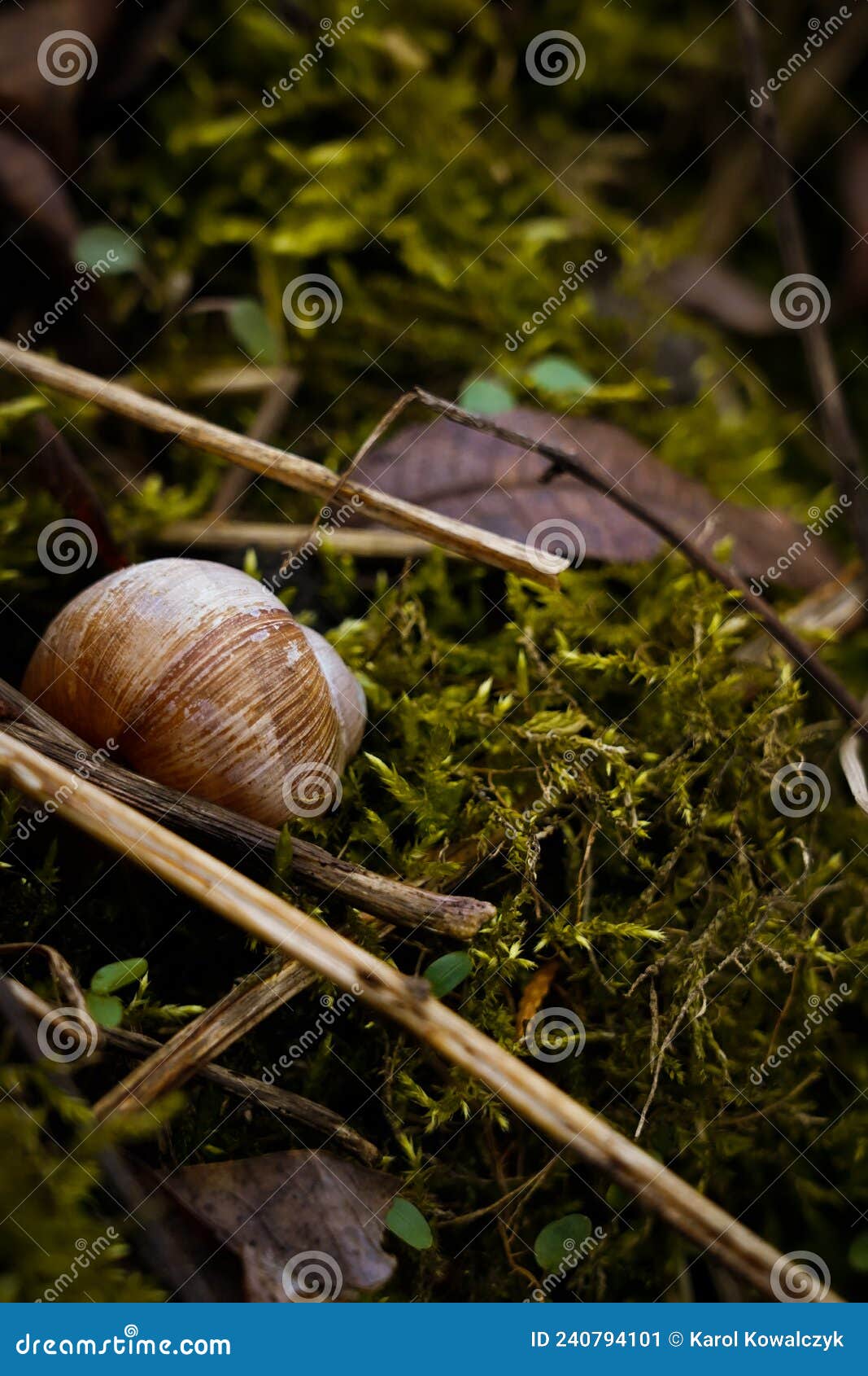A Snail Shell in the Green Moss Stock Image - Image of shell, nature ...