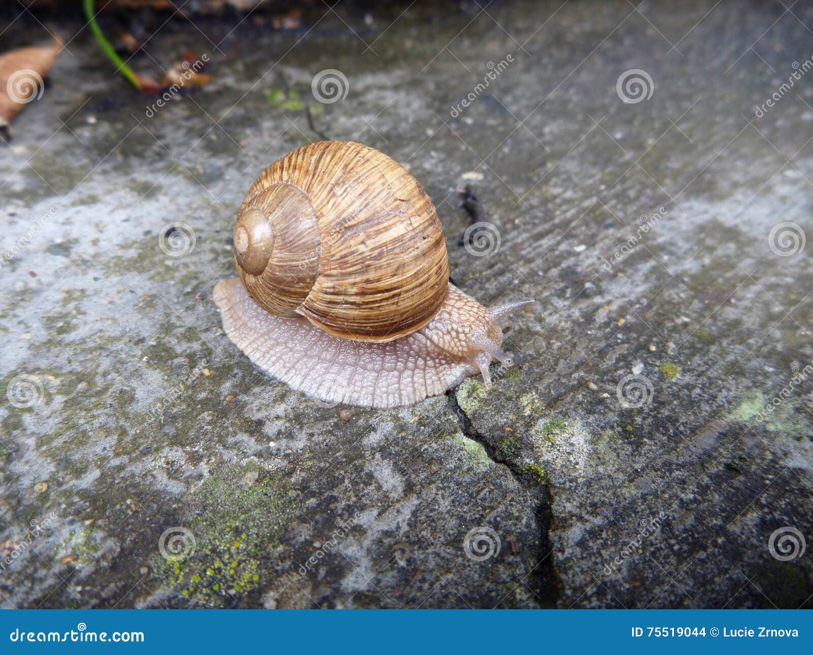 Snail with a Shell on a Grey Tile Stock Photo - Image of diet, macro ...