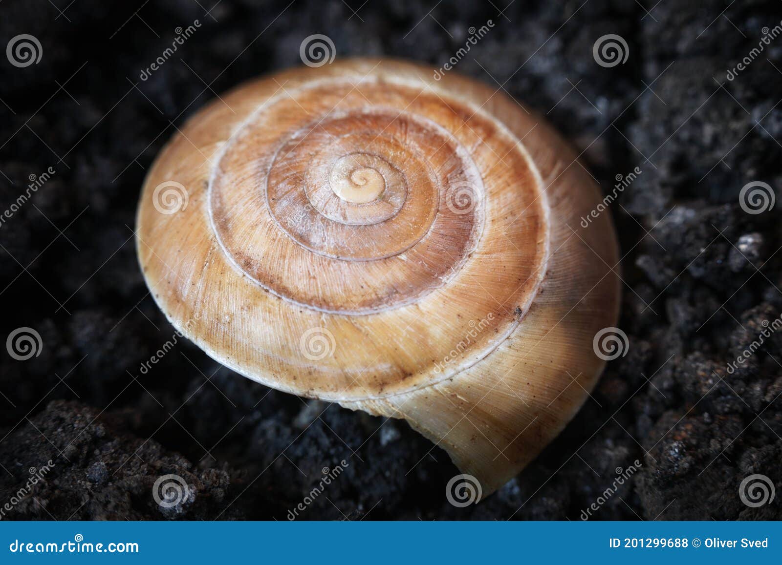 Snail Shell on Ground Level Macro Photo Stock Photo - Image of empty ...