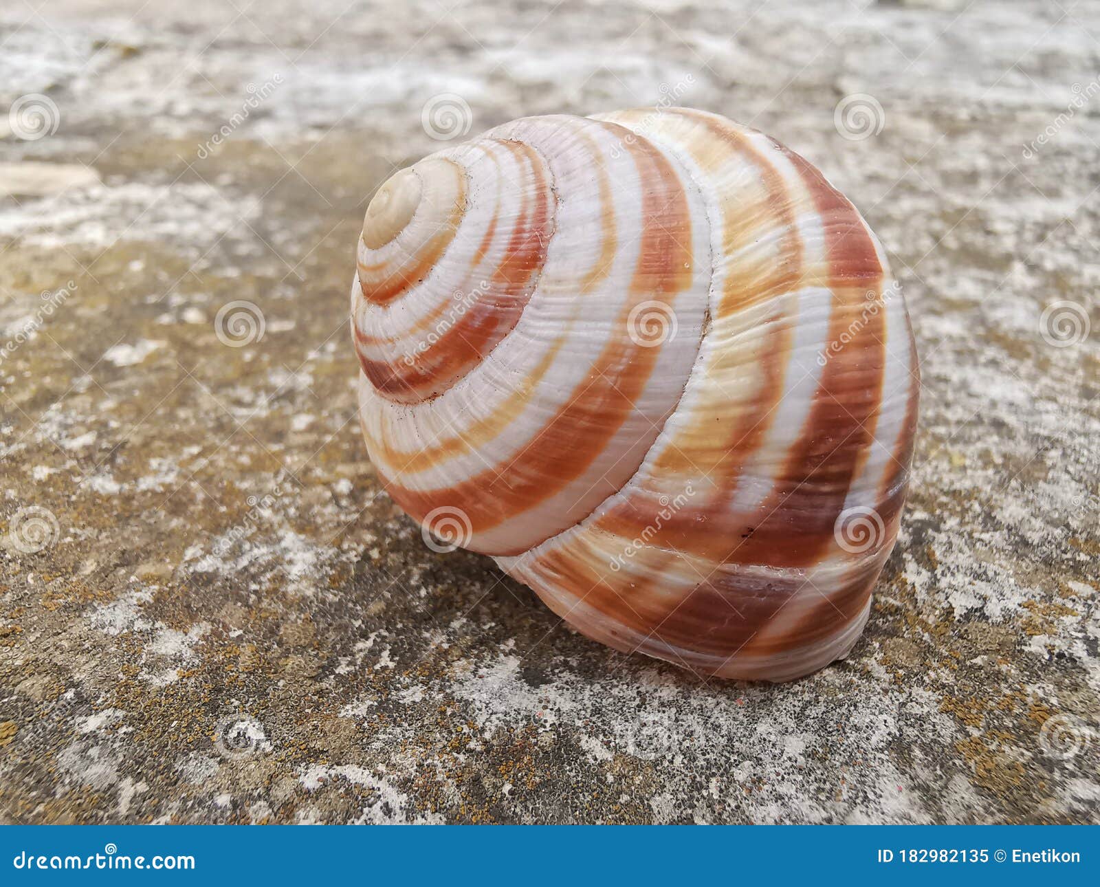 Snail shell on the ground stock image. Image of mollusc - 182982135