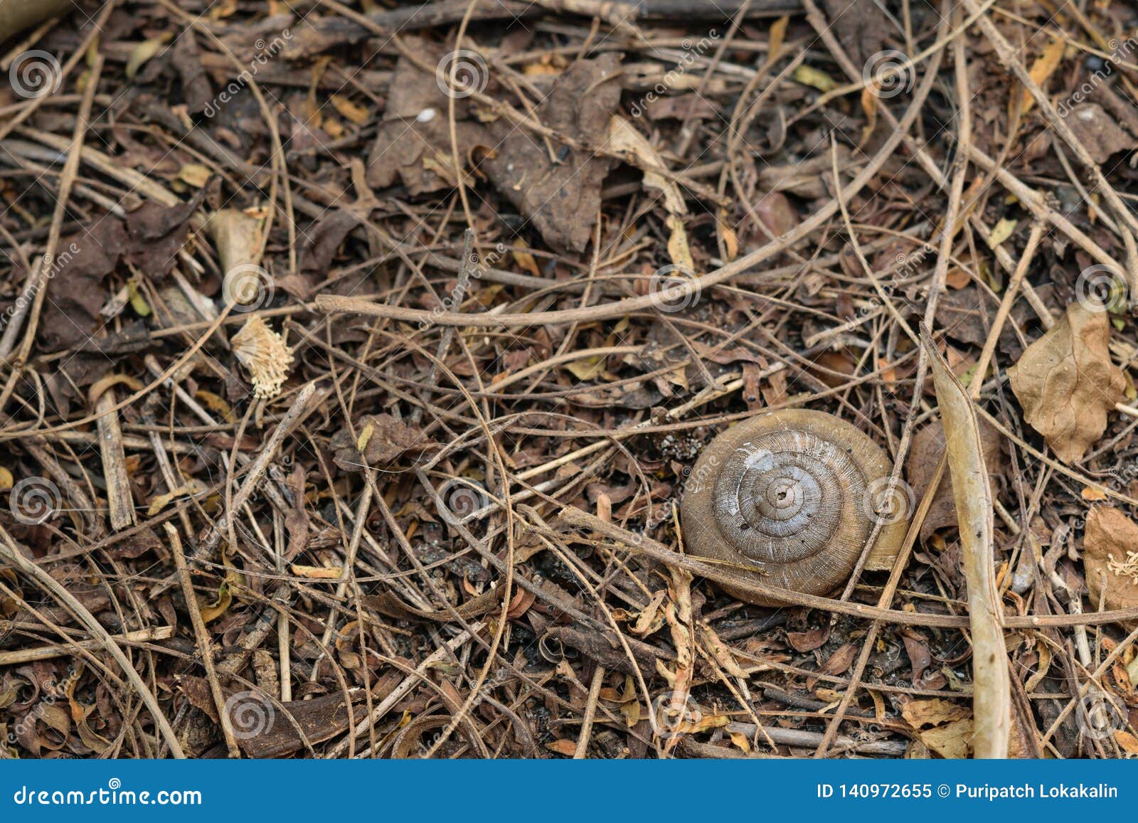 Snail shell on the ground stock image. Image of branch - 140972655