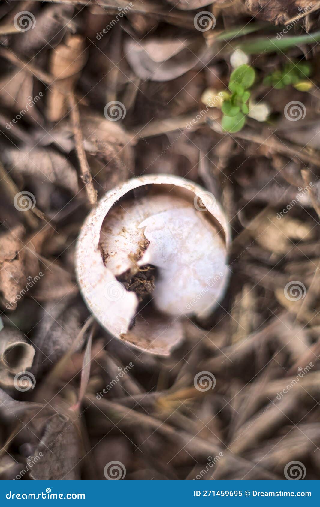 Snail Shell on the Ground Seen Up Close Stock Image - Image of meadow ...